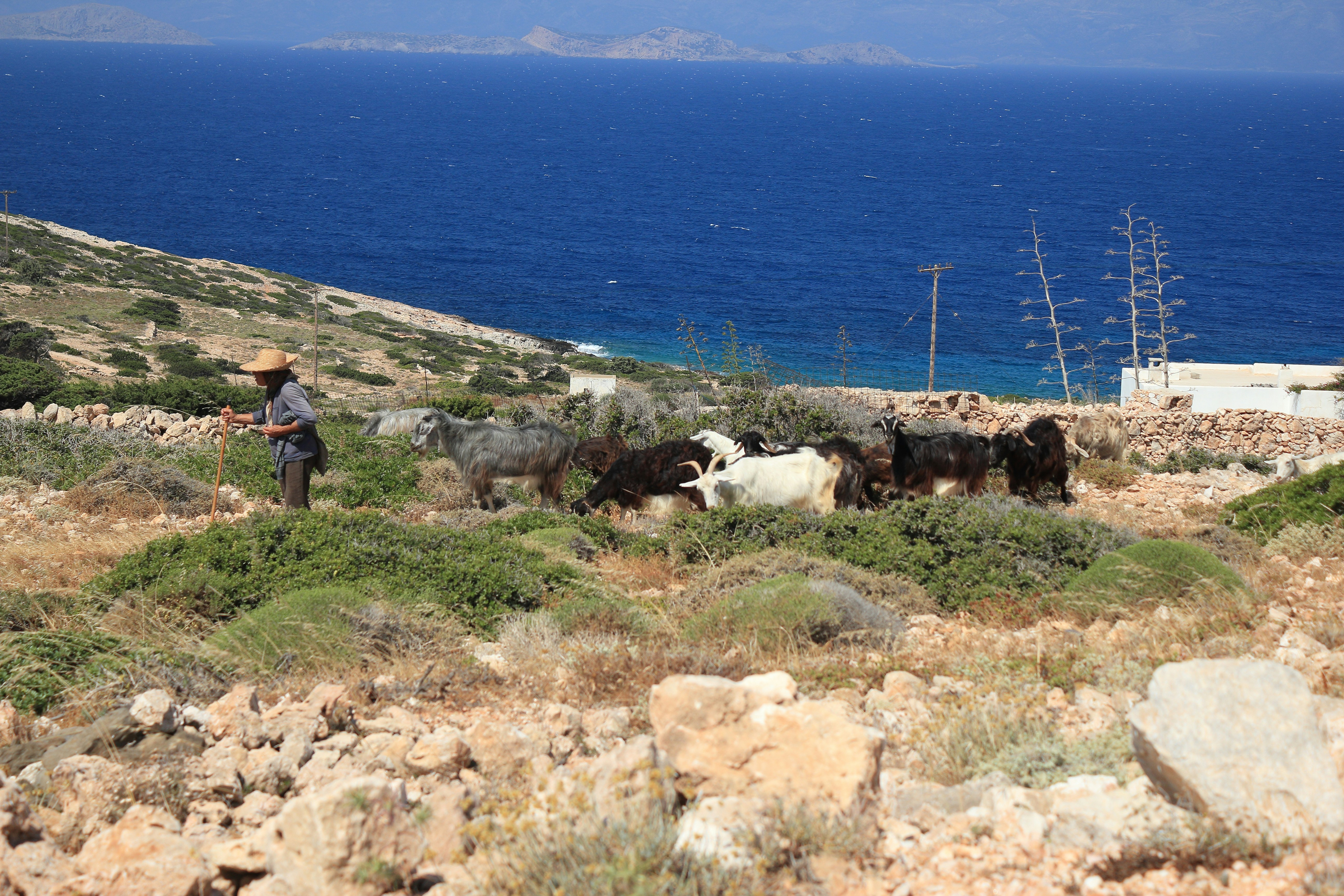 Pasture Echoes: A Herd Walks Along a Sunlit Arroyo by the Sea