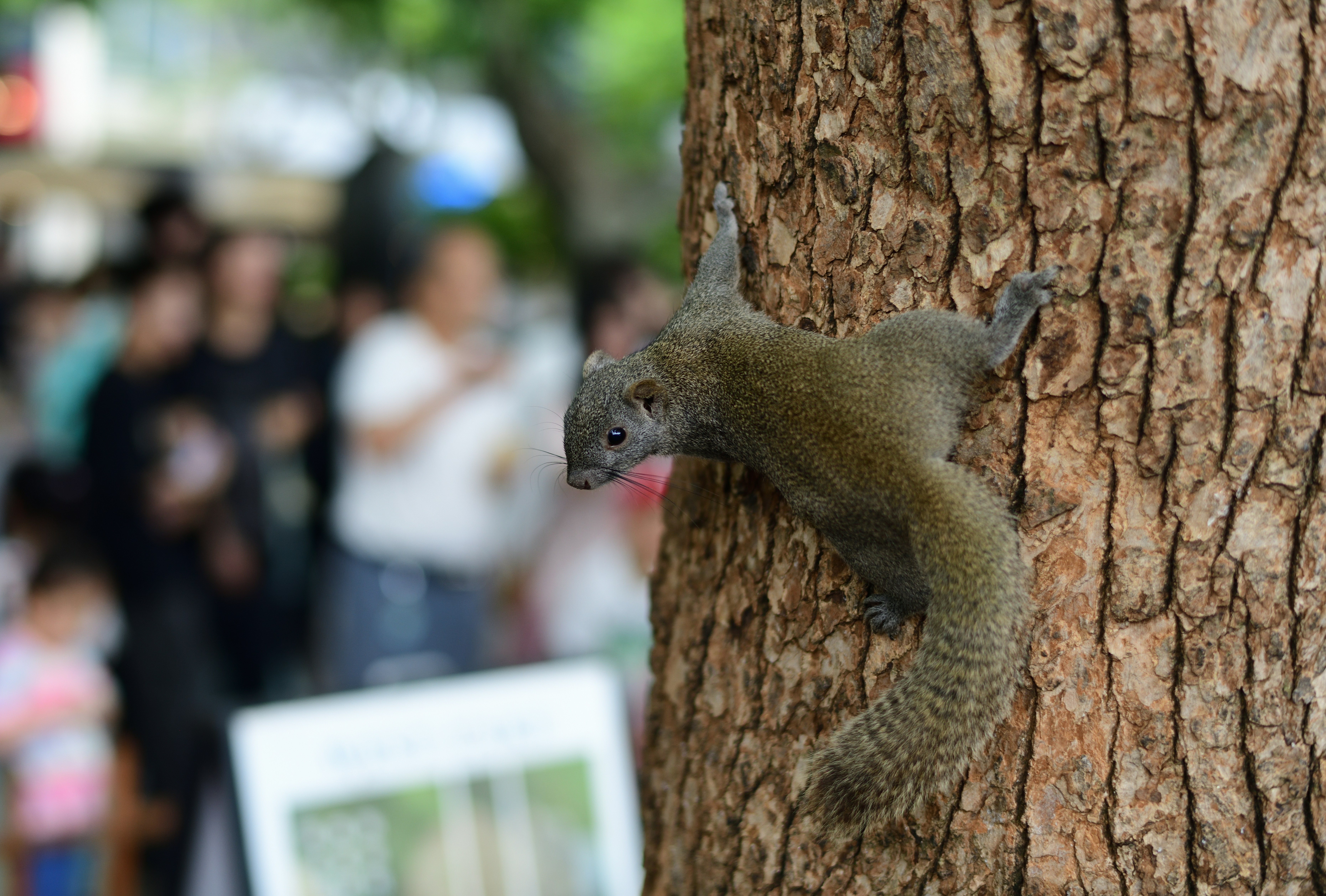 Squirrel Cling: Narrow Escape on the Bark