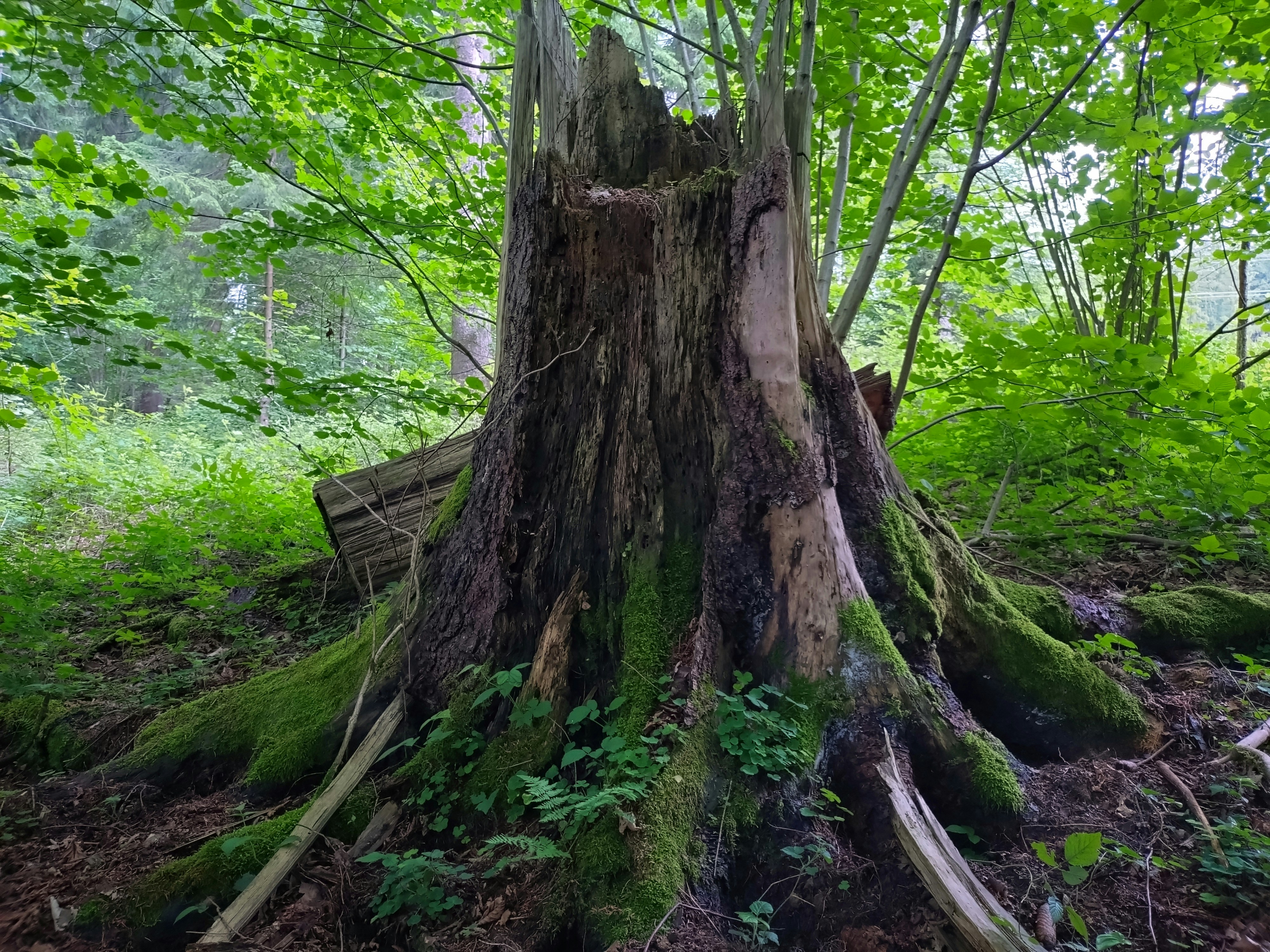Dense forest scene showcasing a large moss-covered tree stump at center, with surrounding leafy undergrowth and soft diffuse light filtering through the canopy.