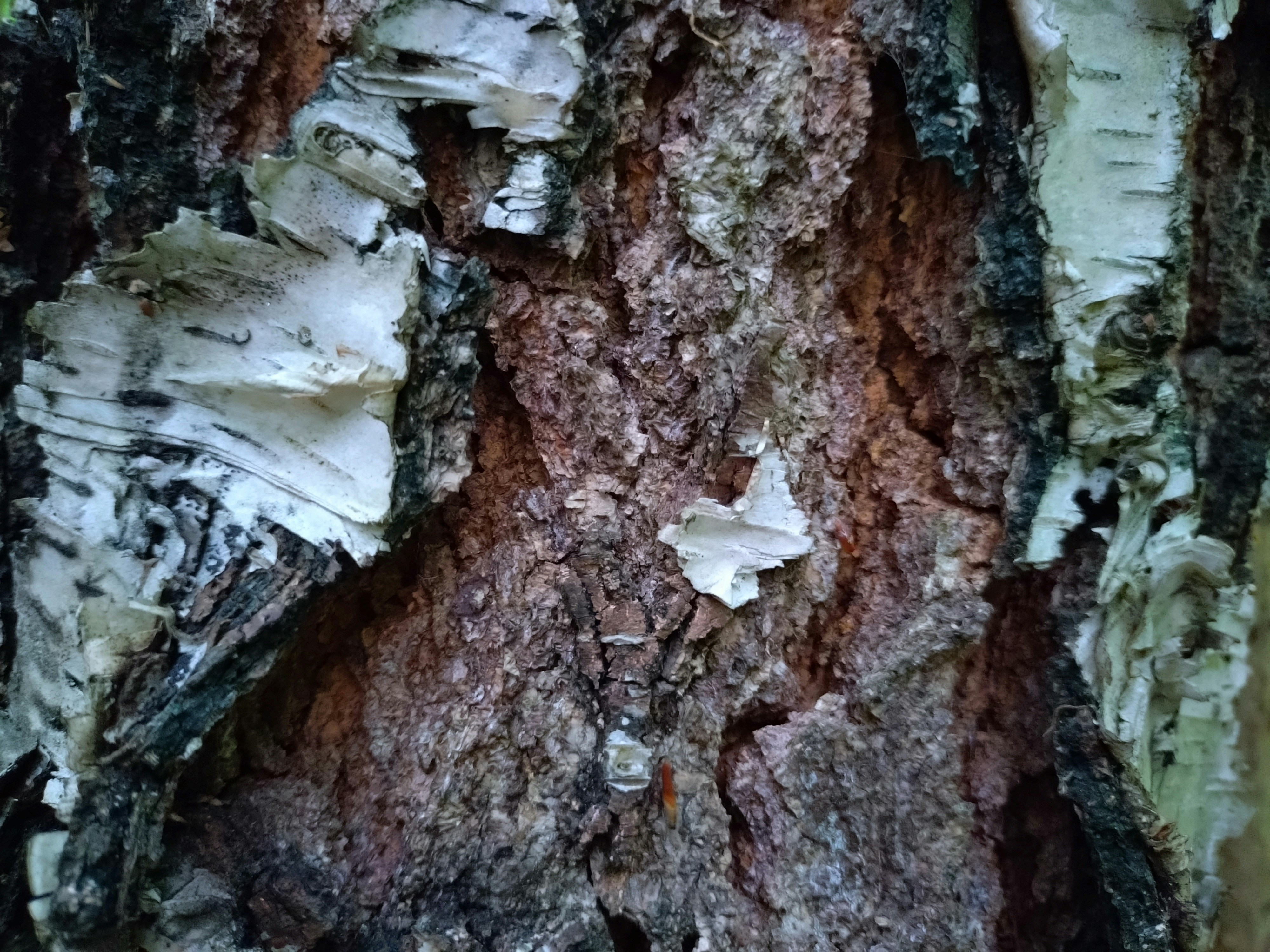 Close-up of tree bark textures and peeling birch camouflage in muted natural tones. A study in surface detail and color variation, suggesting a macro-orienteered nature shot.