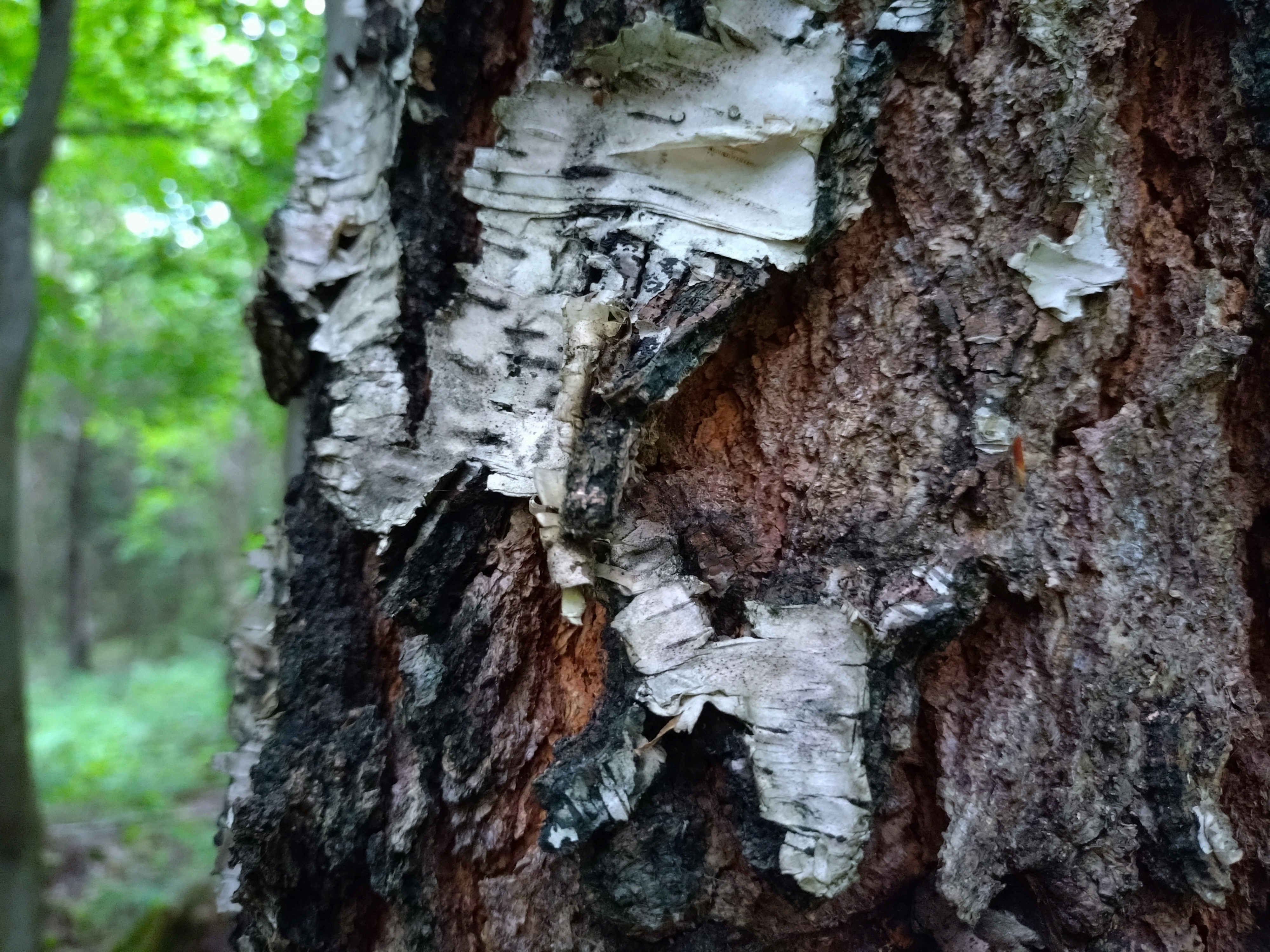 Birch Bark Close-Up: Striations and Silvered Texture in Morning Light