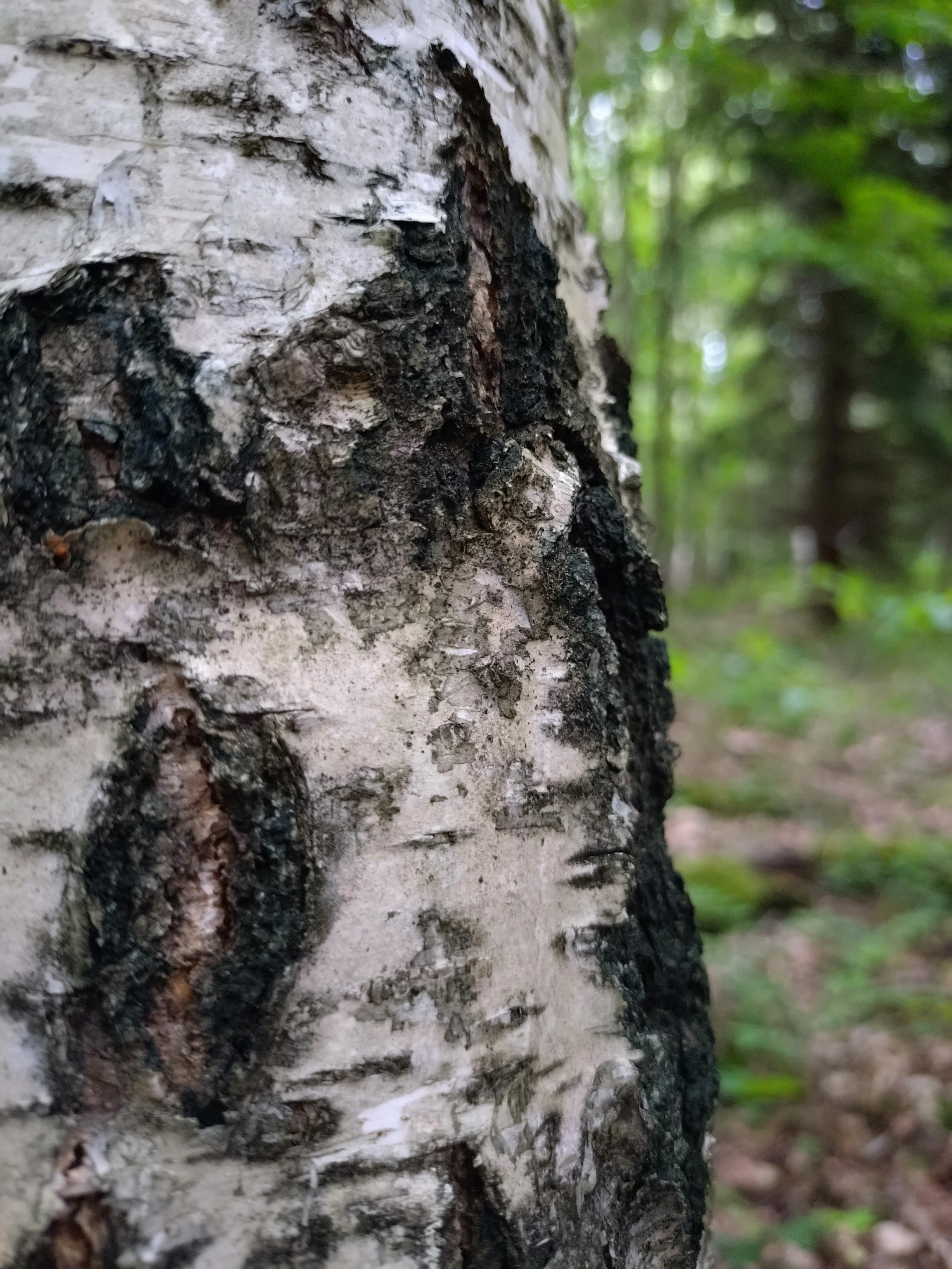 Birch Bark in Focus: Texture and Forest Depth