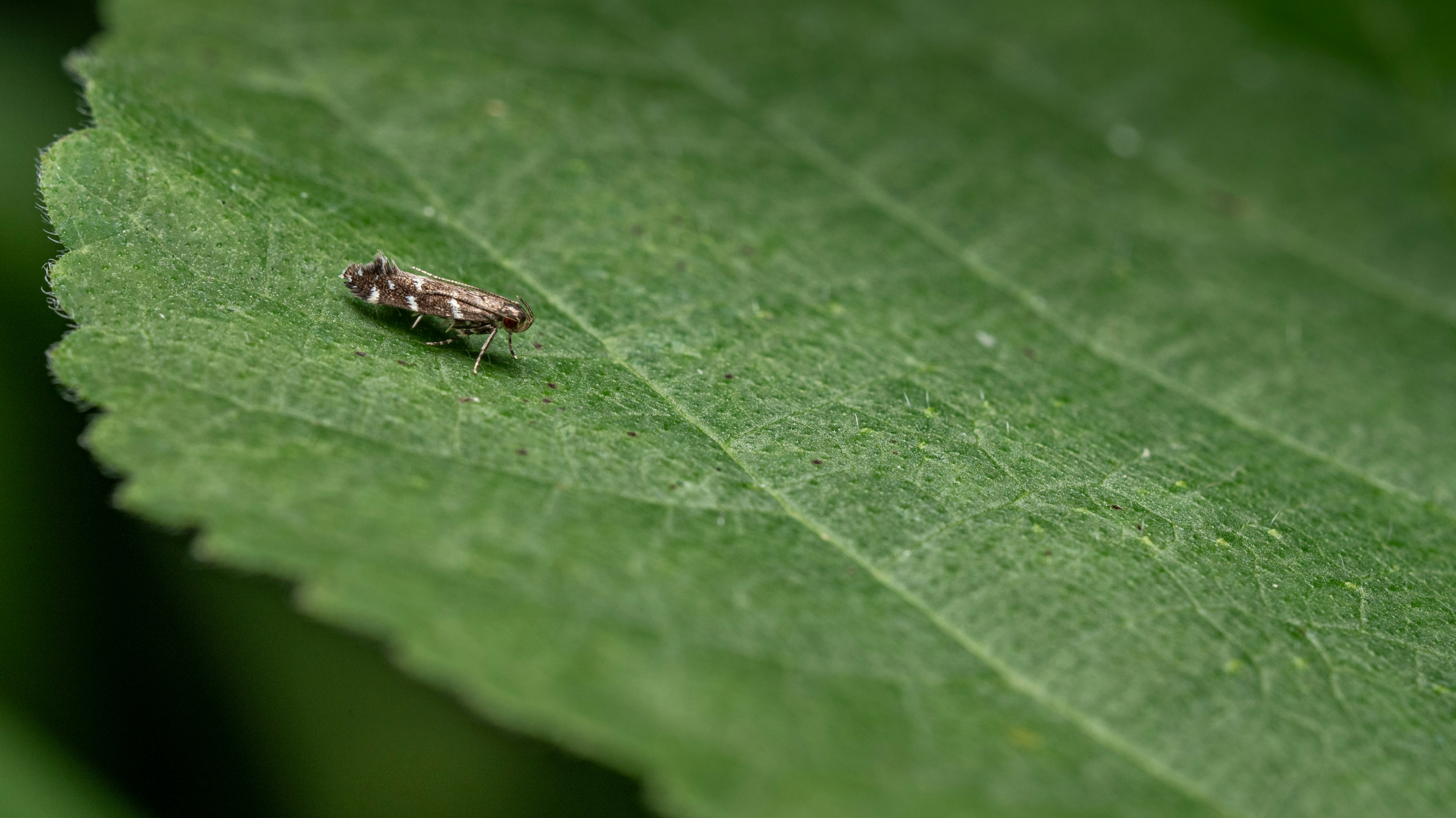 Micro Dweller on a Green Frontier