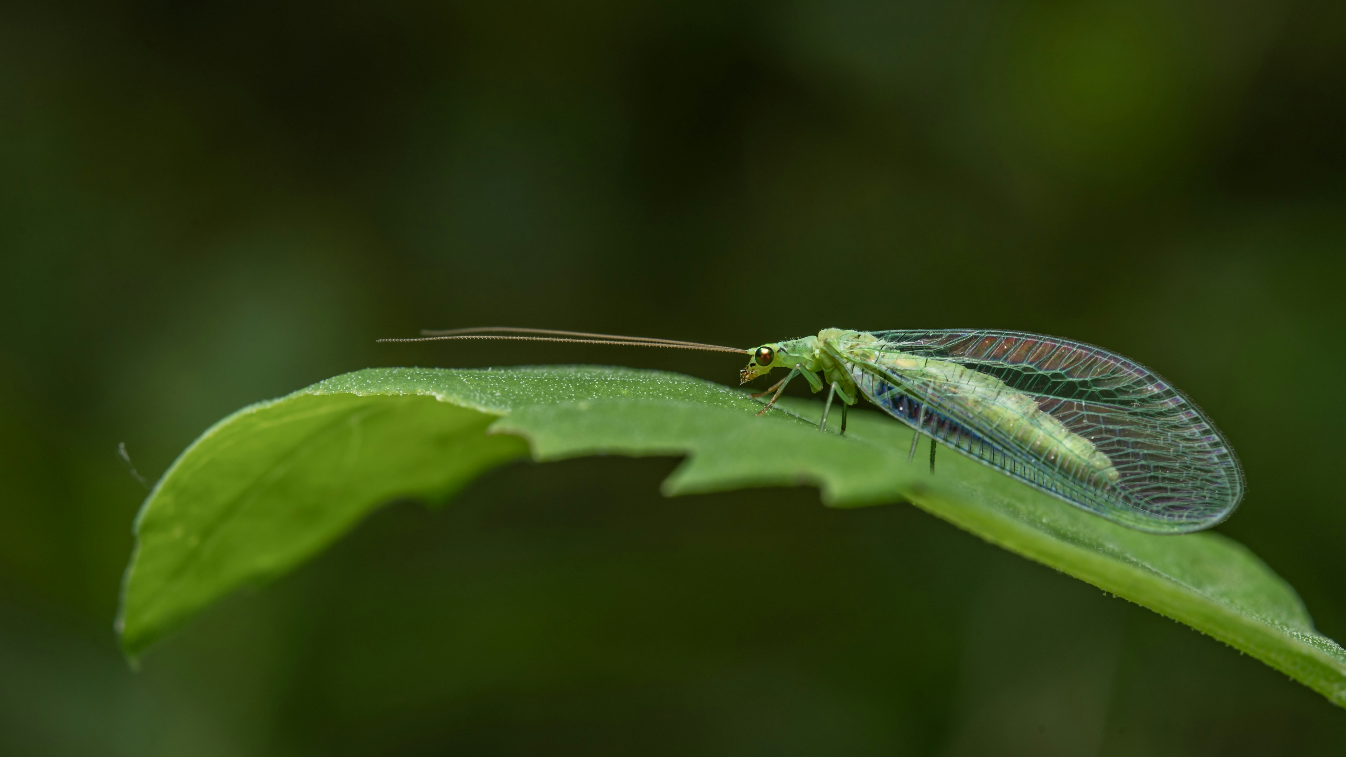 Emerald Leaf Dancer: A Tiny Dragonfly Resting on a Fern