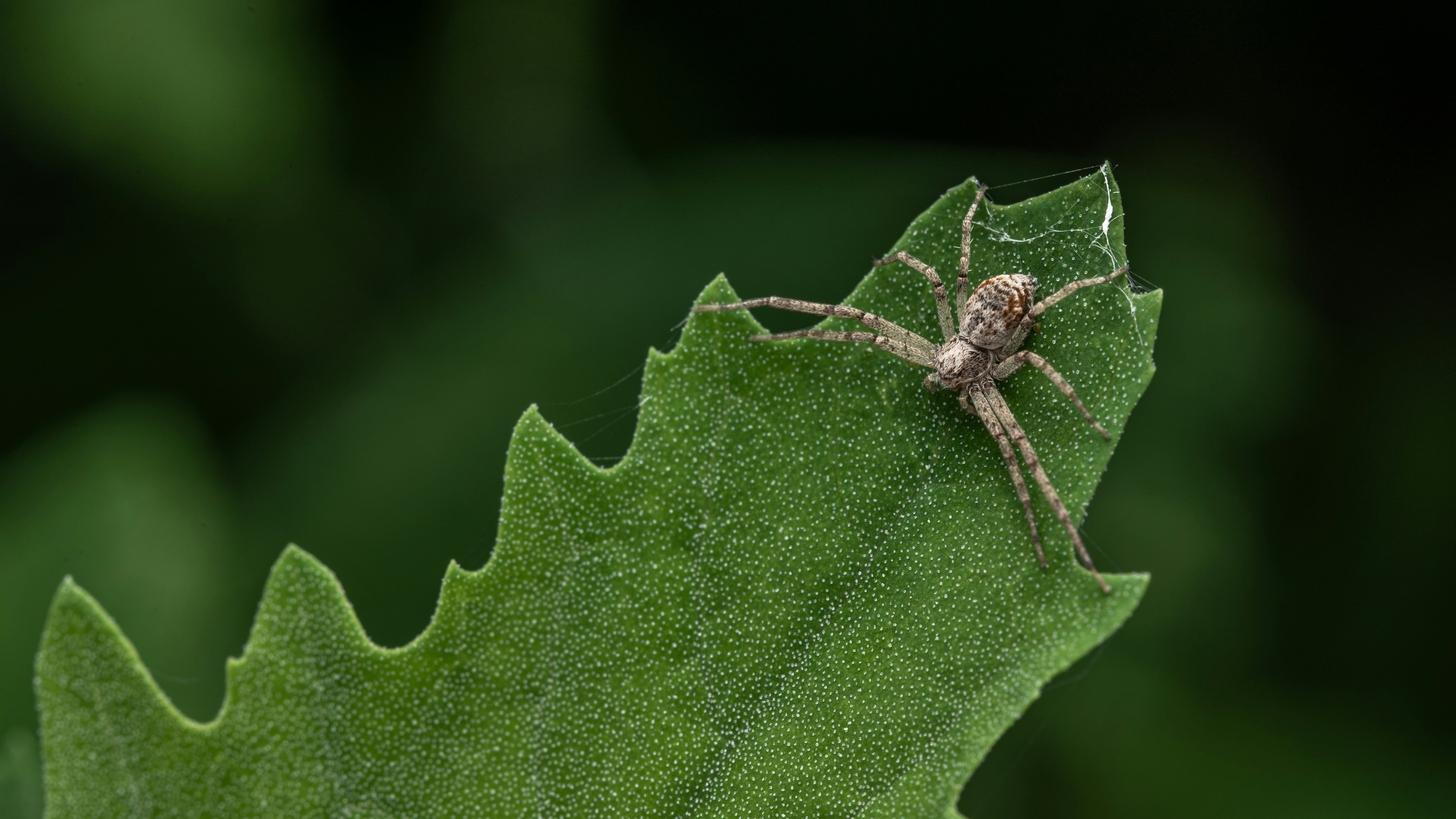 Webbed Balcony: A Silent Spider Perches on a Serrated Leaf