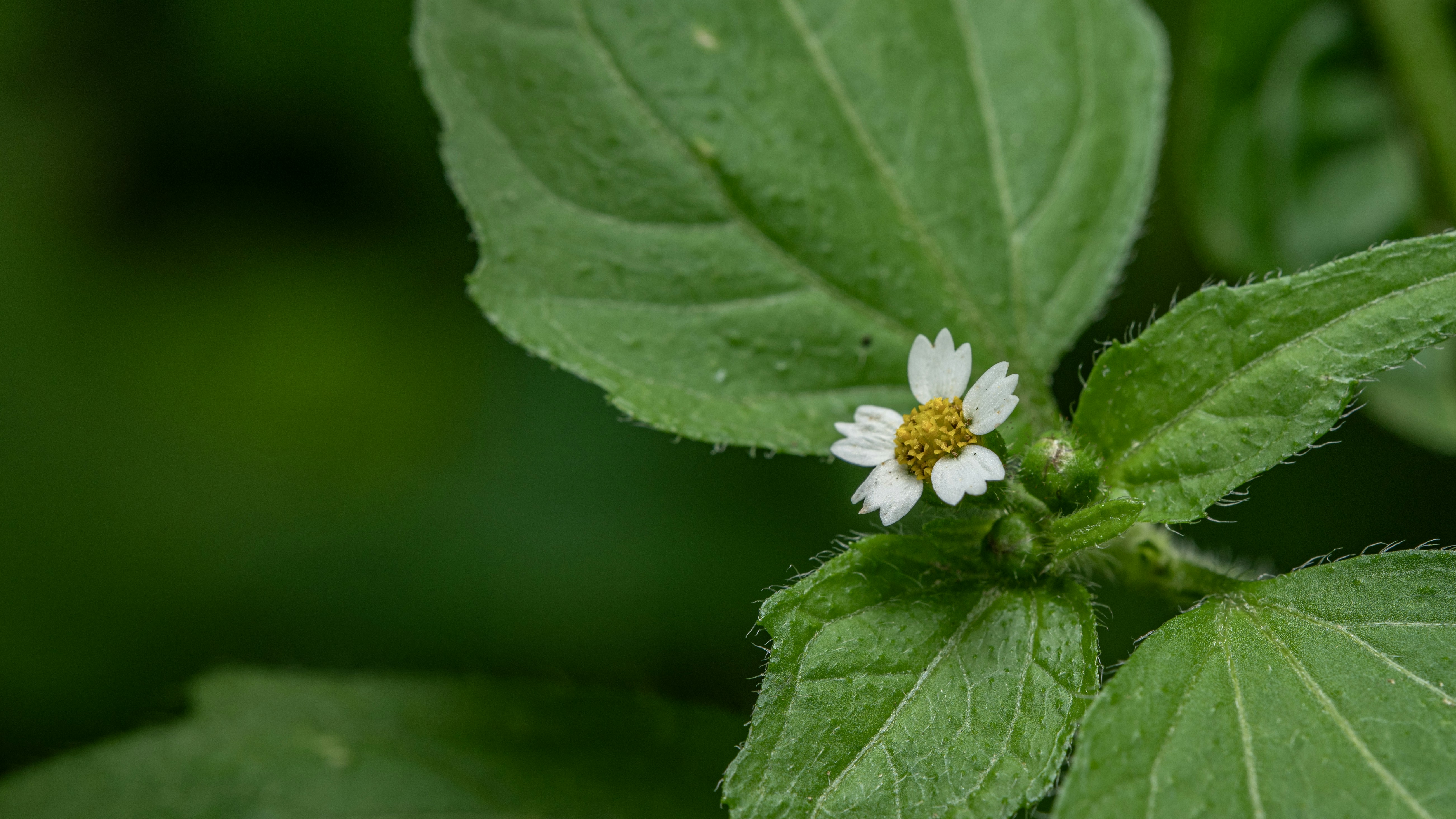 Tiny White Bloom at the Edge of a Green Leaf Realm