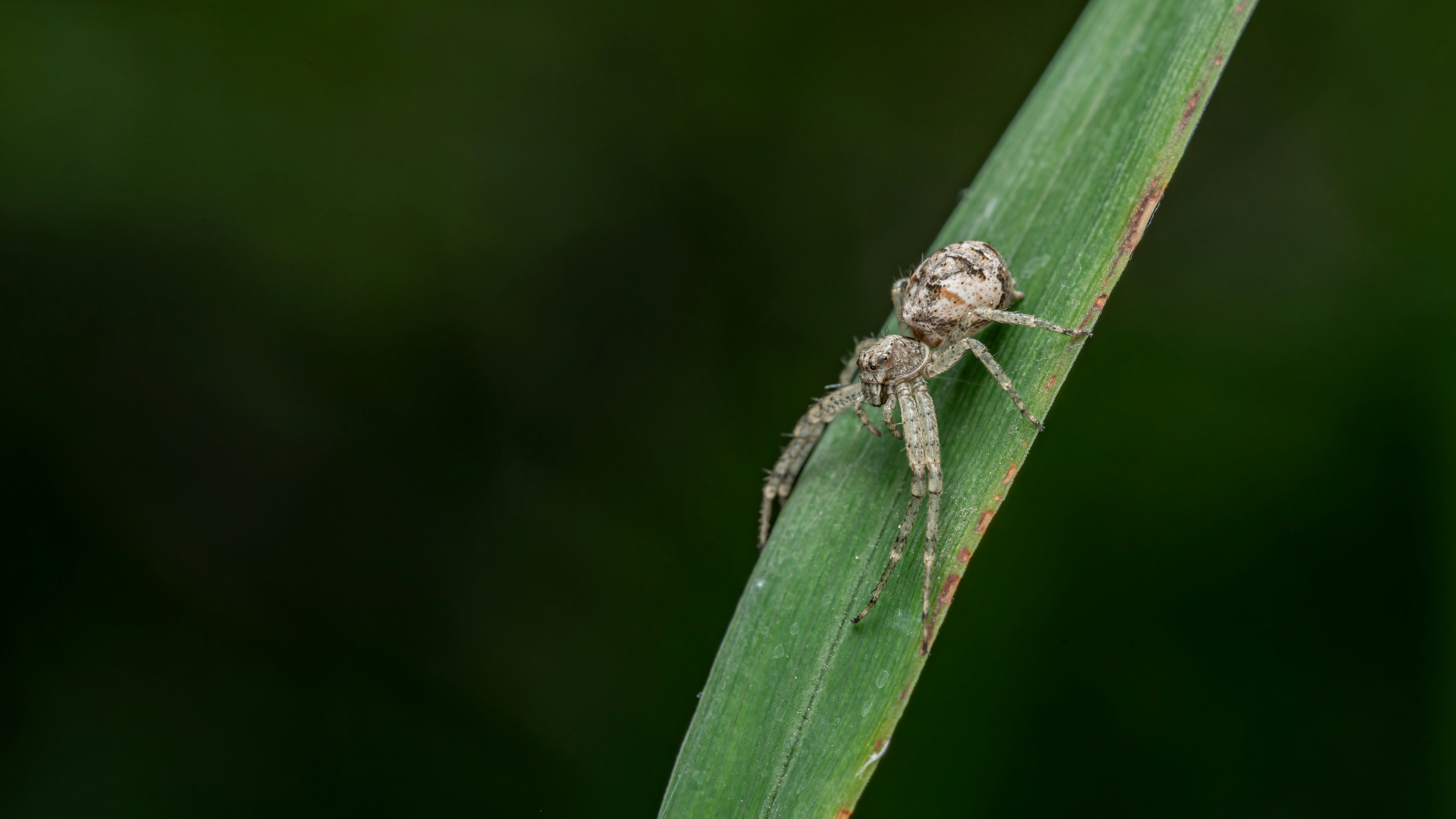 Sparse Green Blade Sentinel: A Macro Moment with a Leaf-Clinging Spider