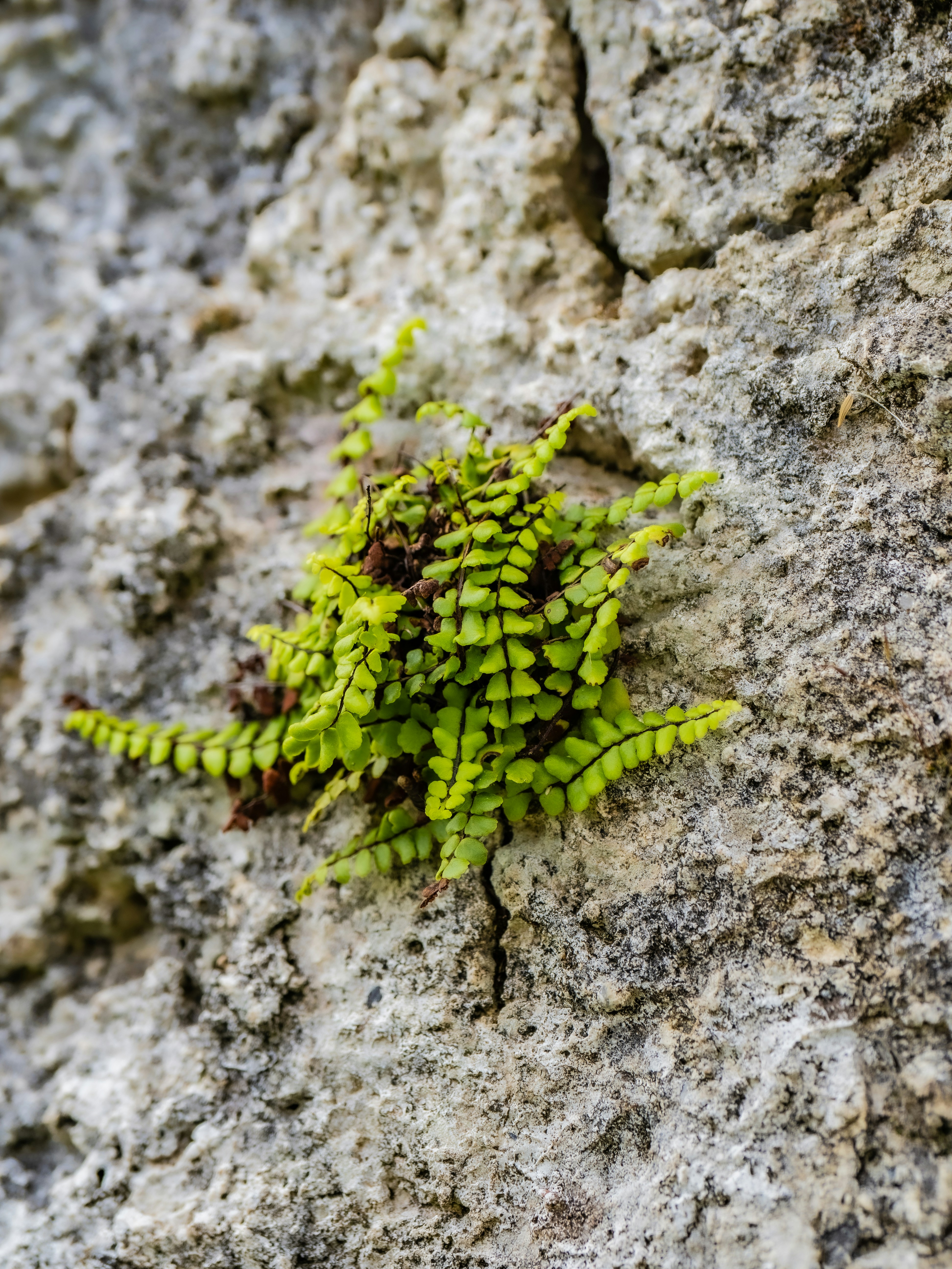 Lime Fern Sprout in Weathered Stone