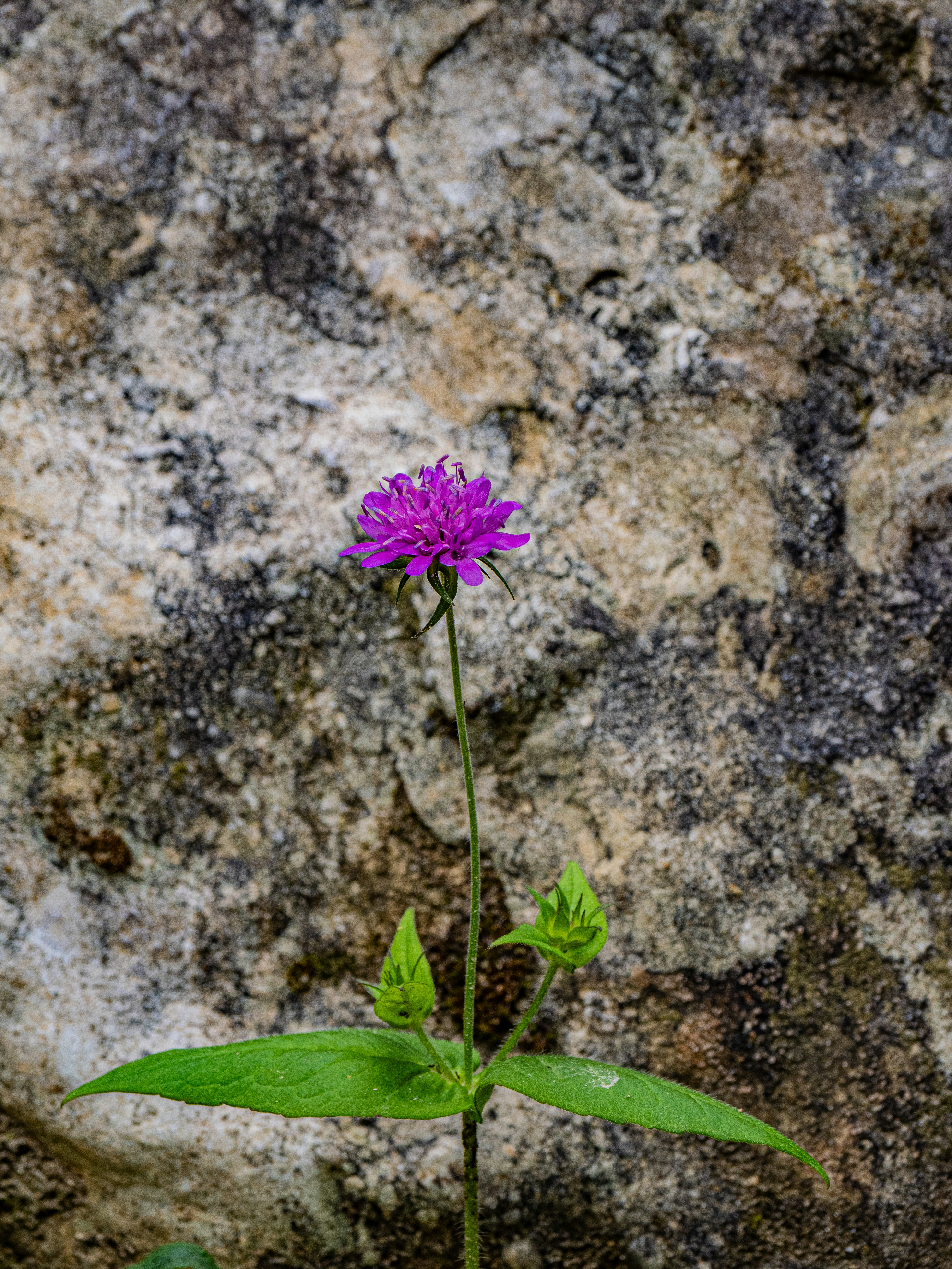 A purple flower stands against a textured stone wall.