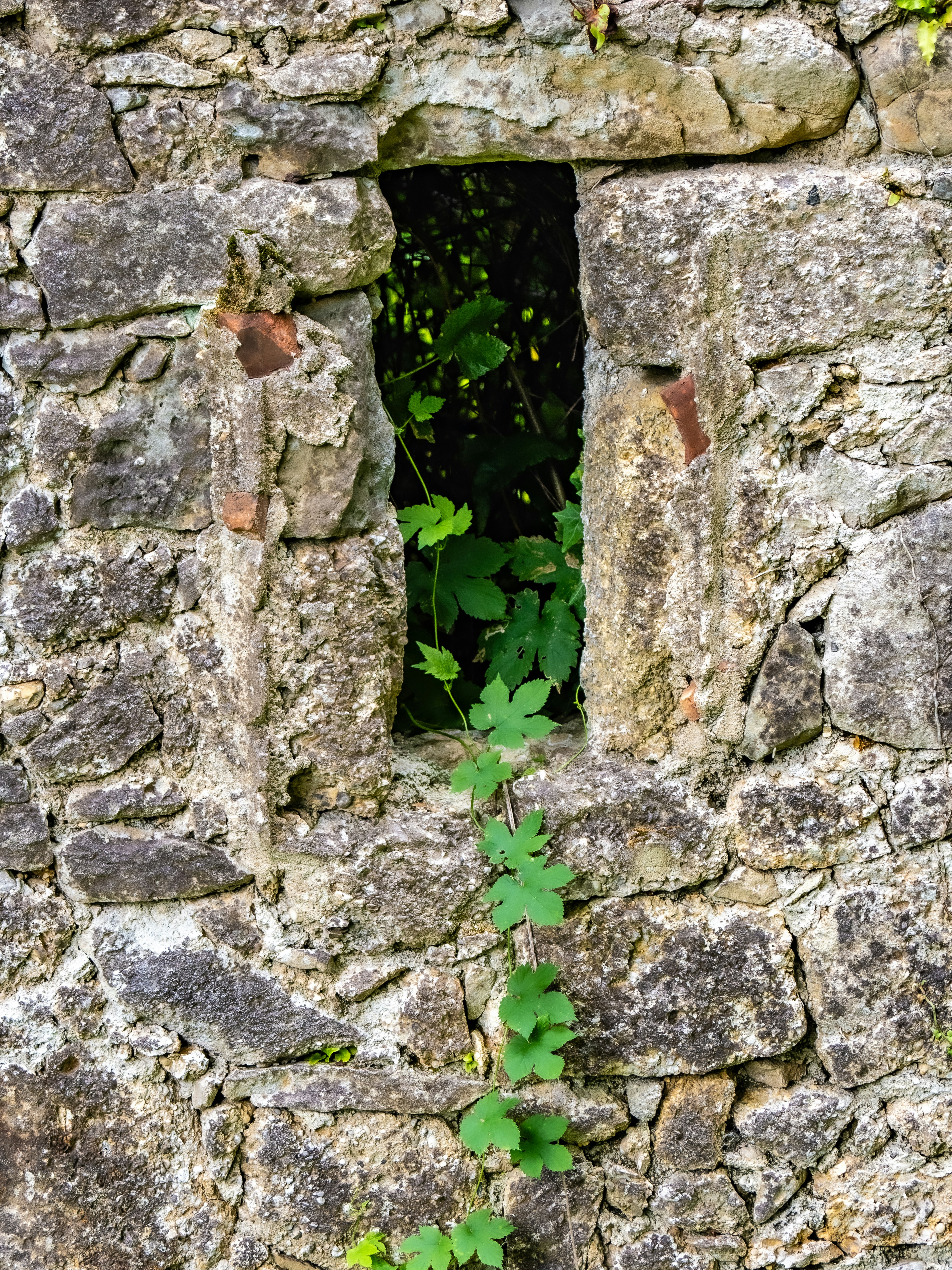Greens ascend through a weathered stone window