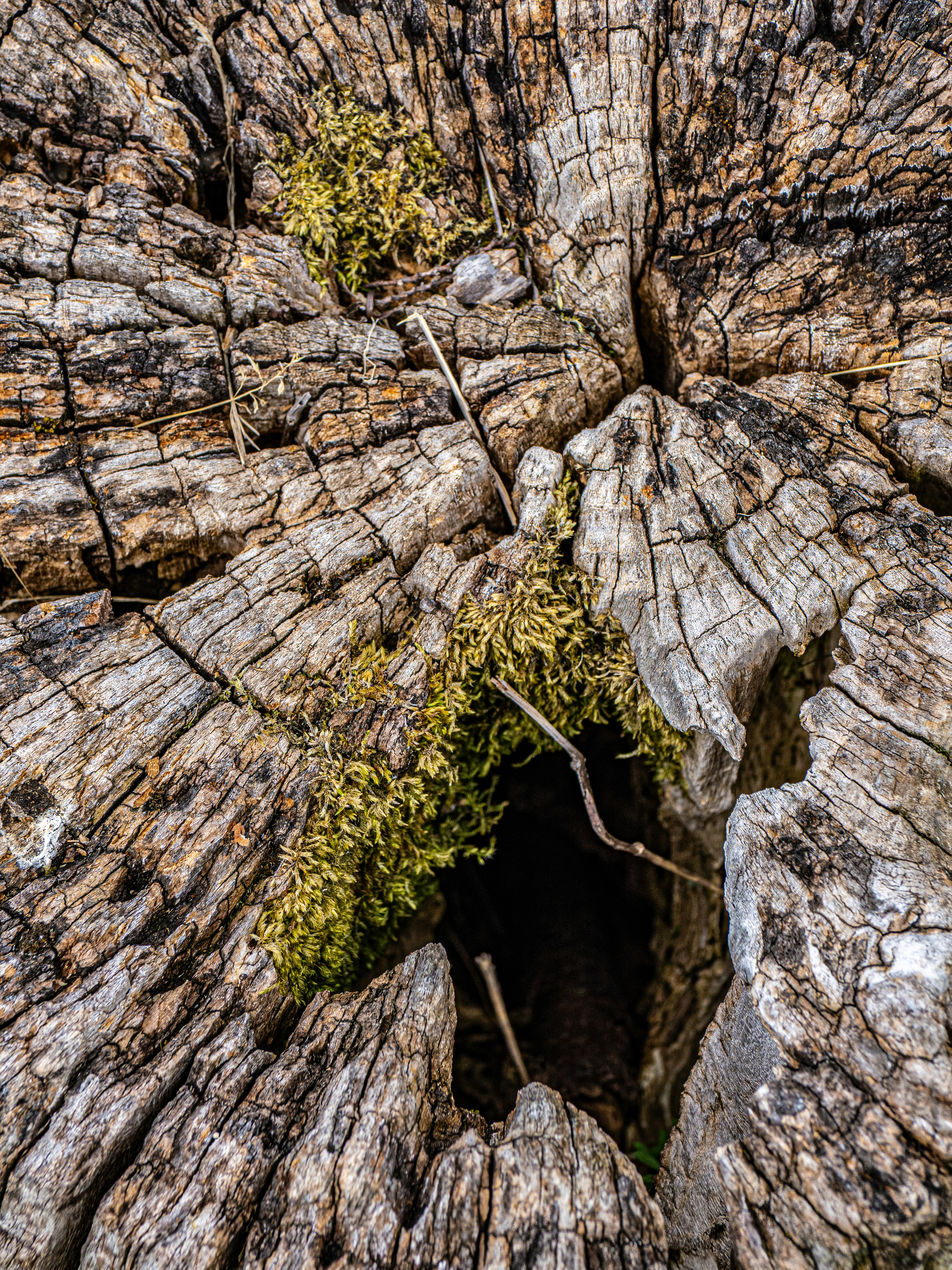 Cracked Hollow: textures of ancient wood and stubborn moss