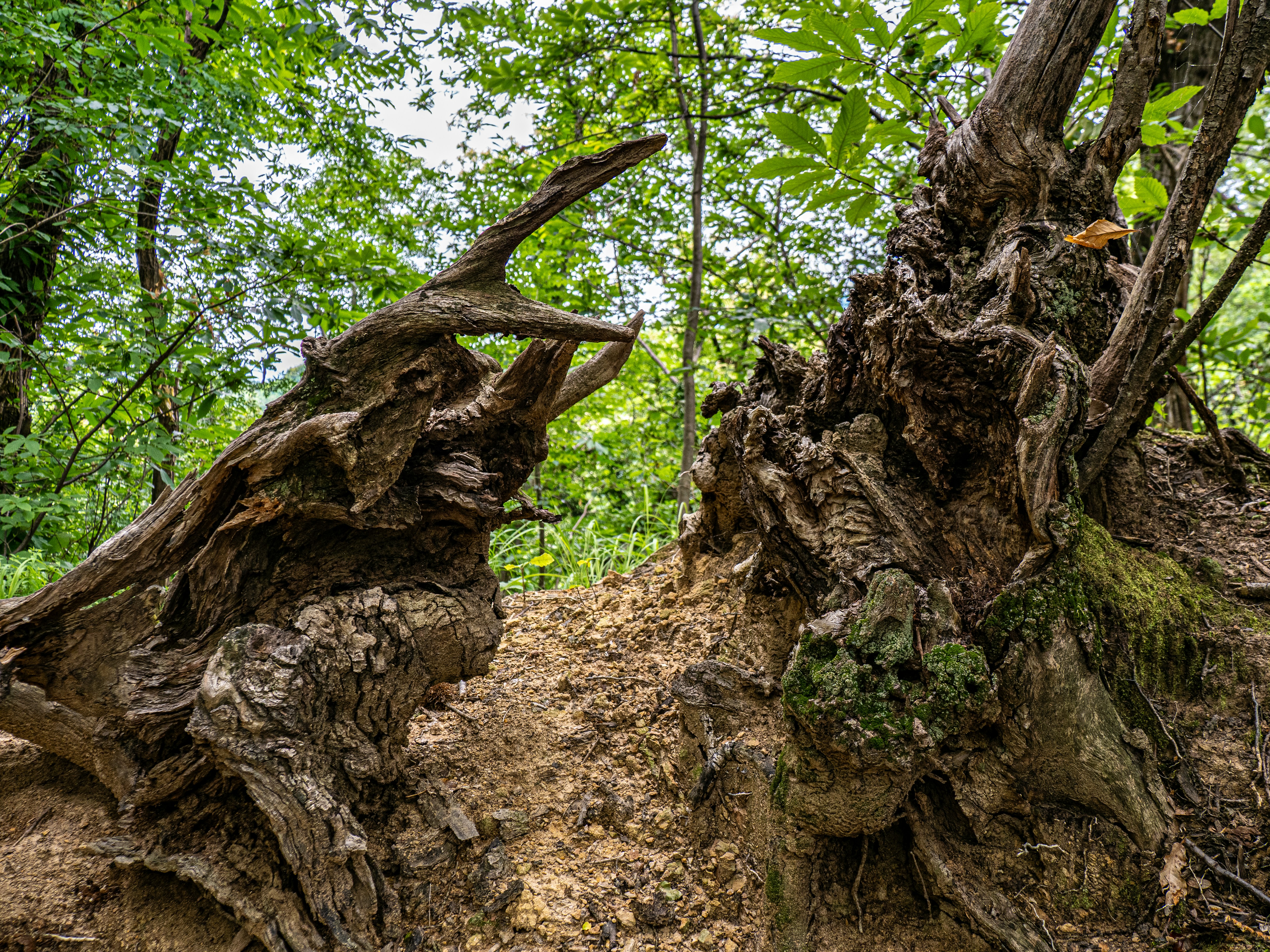 Ancient Root Anatomy: A Weathered Trunk Arising from the Forest Floor