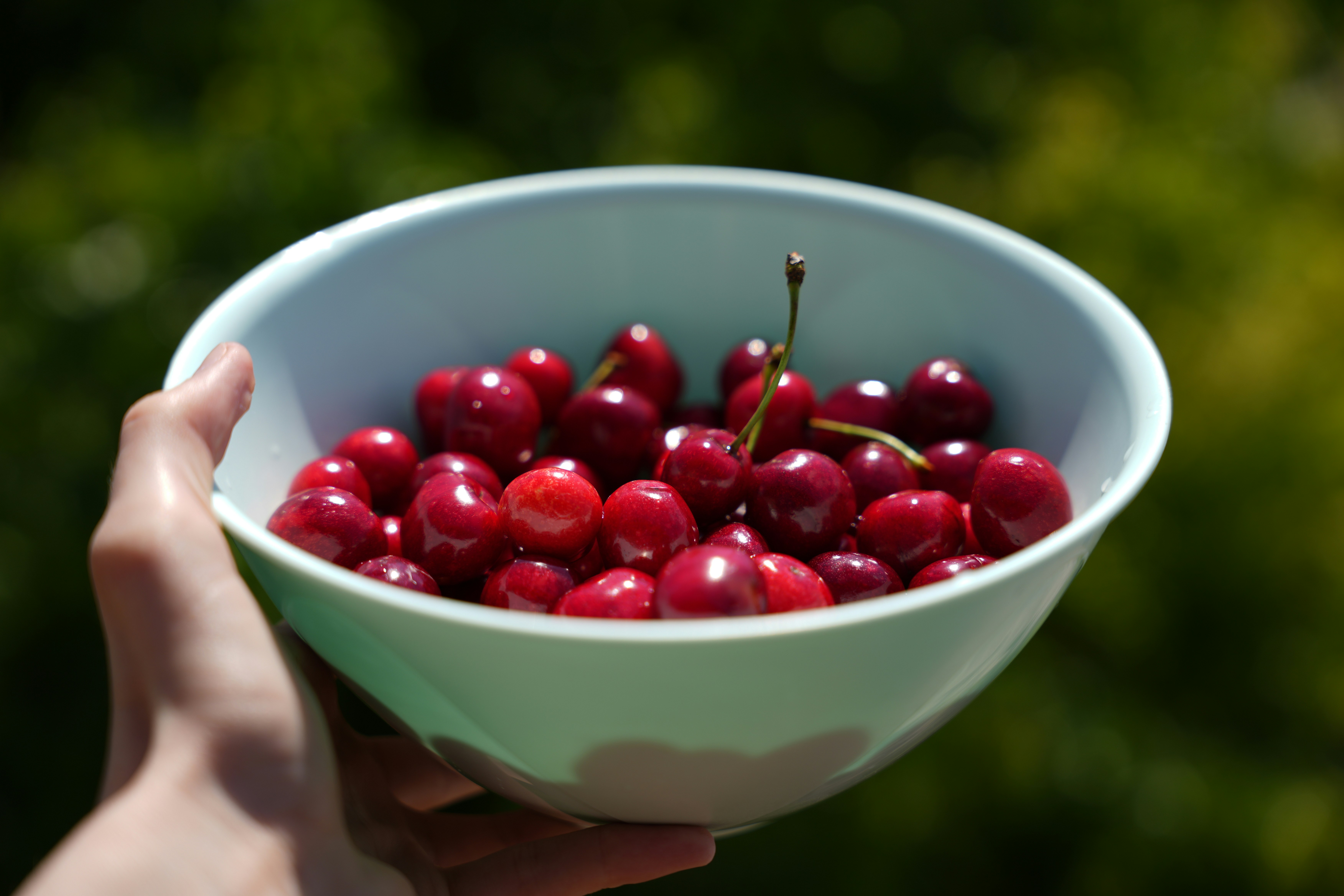Crimson Harvest: Bowl of Cherries in Sunlit Focus