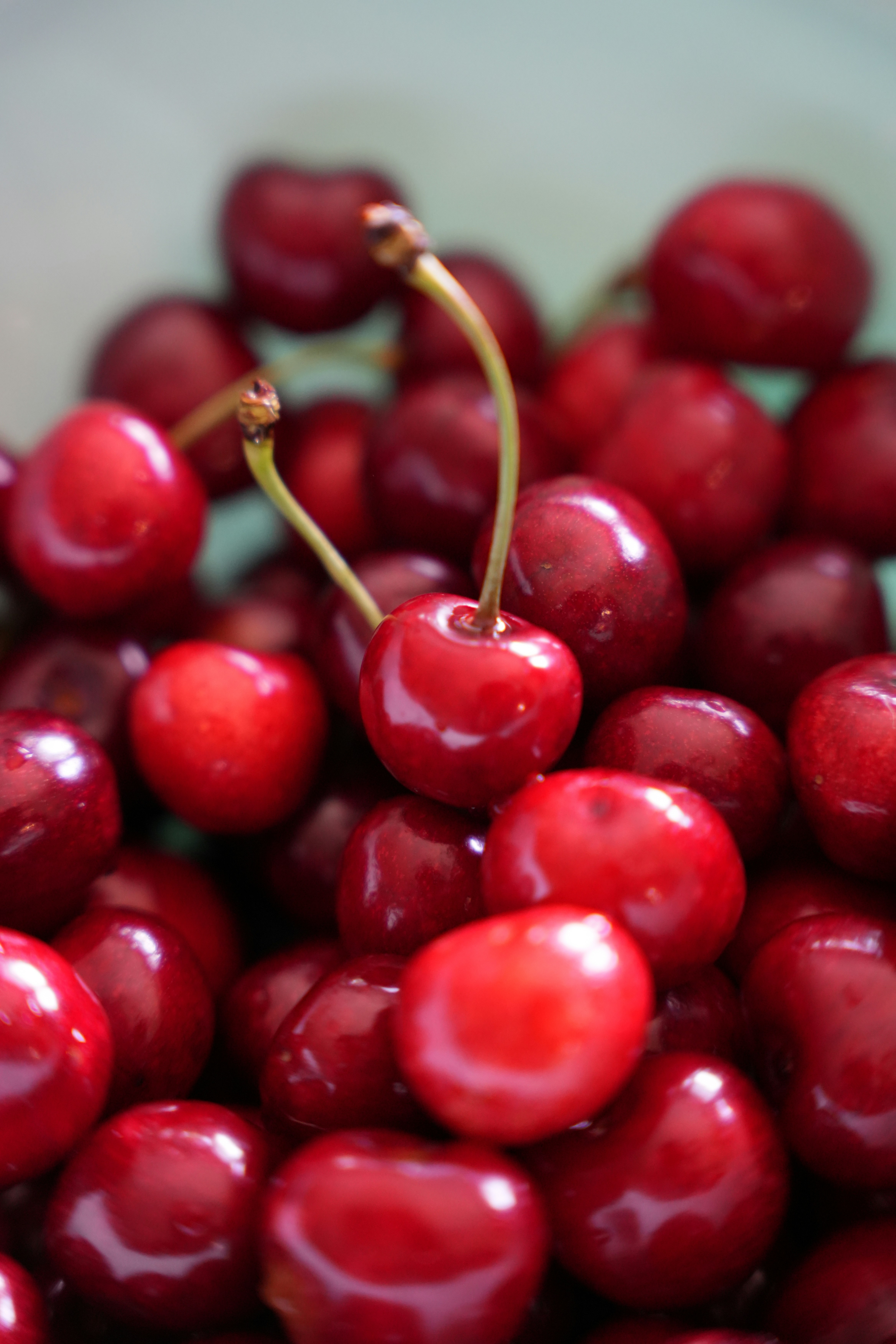 Cherries in glossy depth: a ruby cluster with a single stem rising