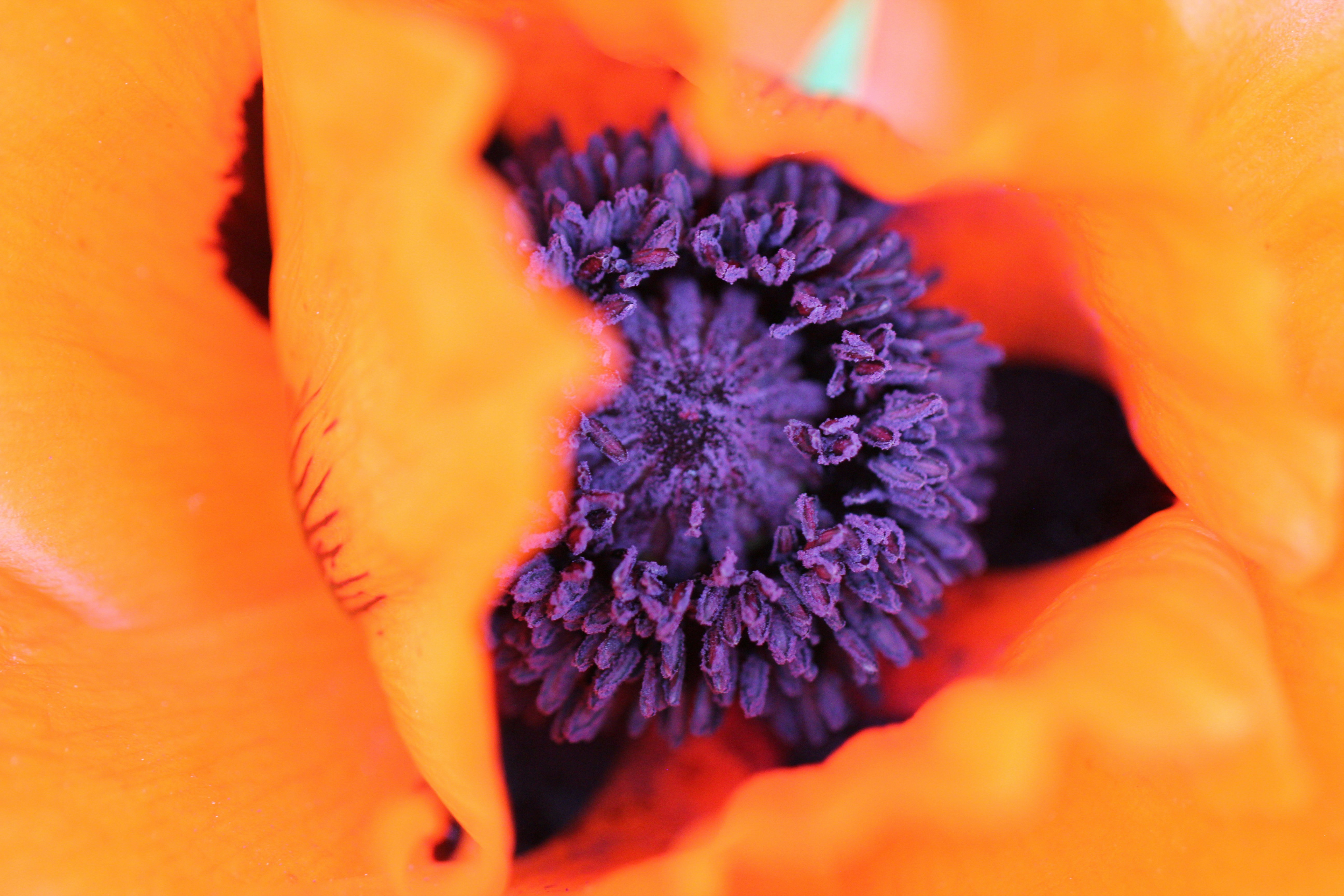 Orange Petal Veil Reveals a Purple Core
