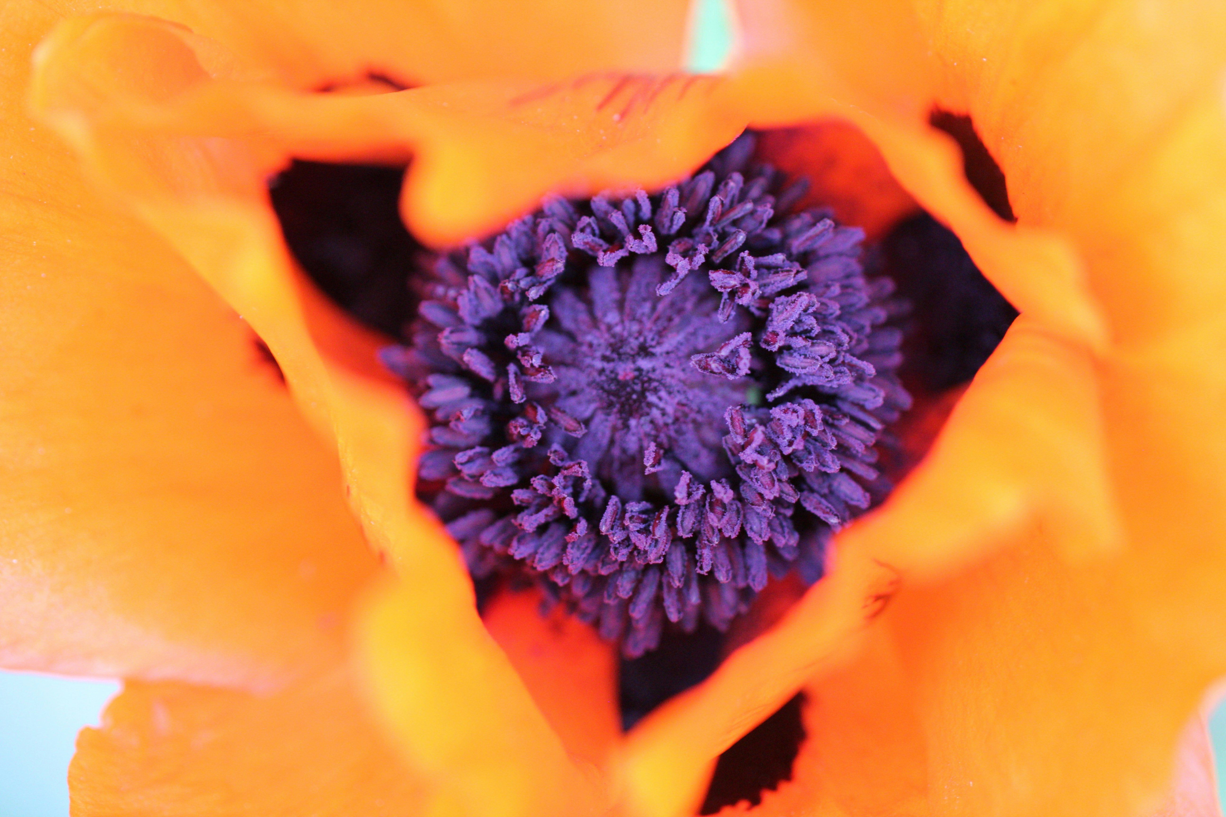 Fiery Bloom: An Intense Close-Up of Orange Petals and a Violet Core