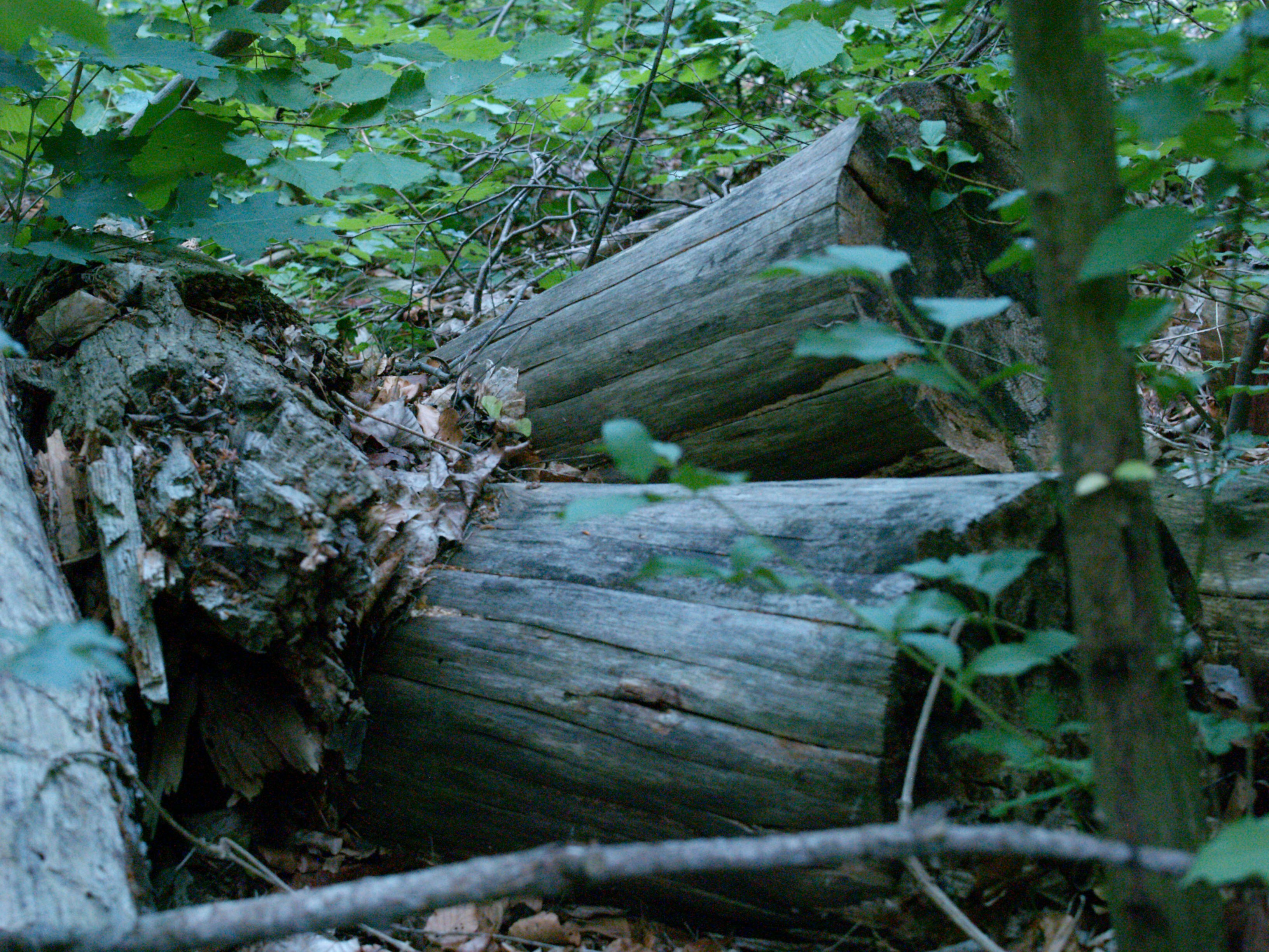 Decaying Log Staircase in Shadowed Forest