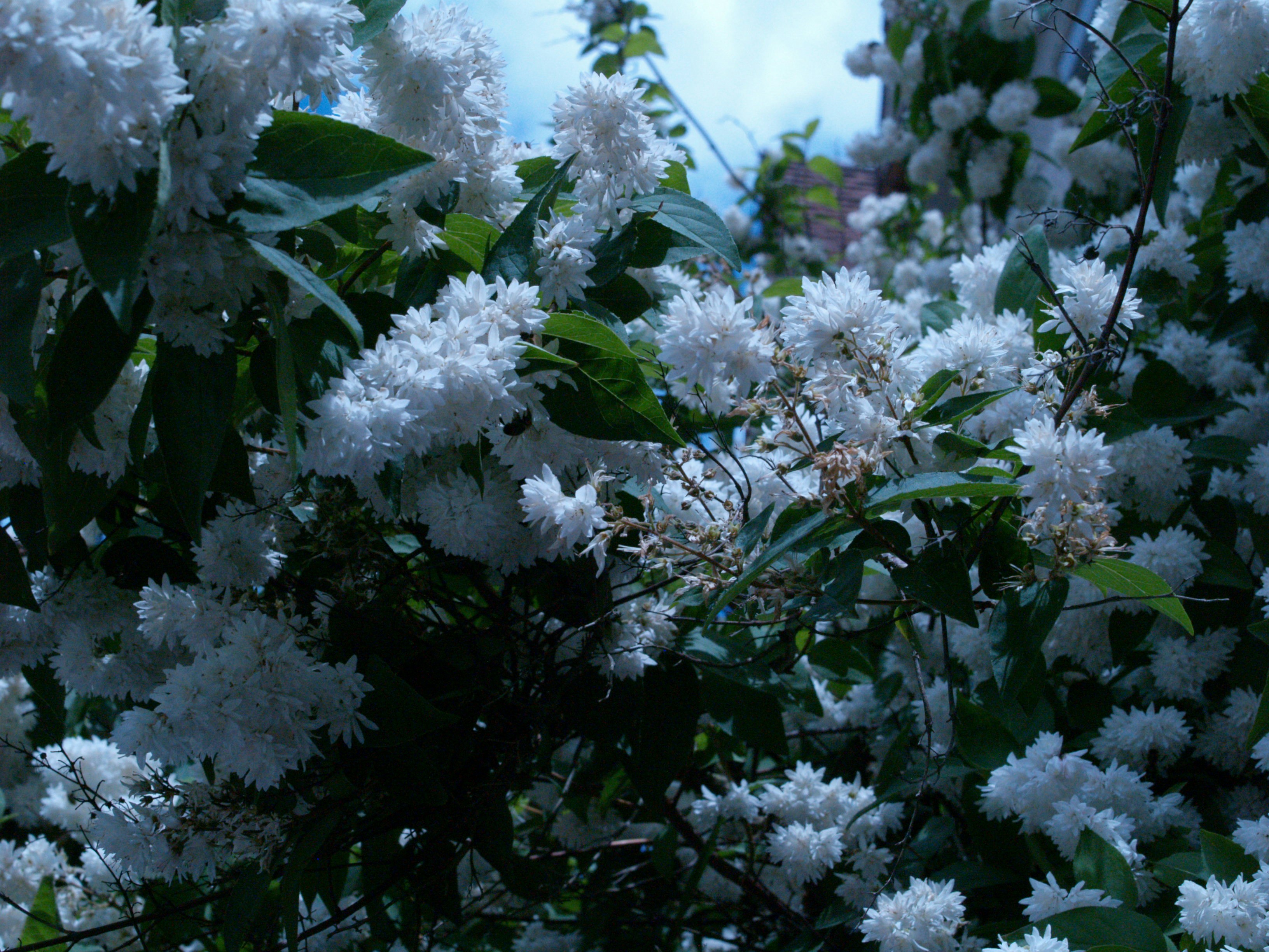 Snowy Clustered Blooms in Shaded Foliage