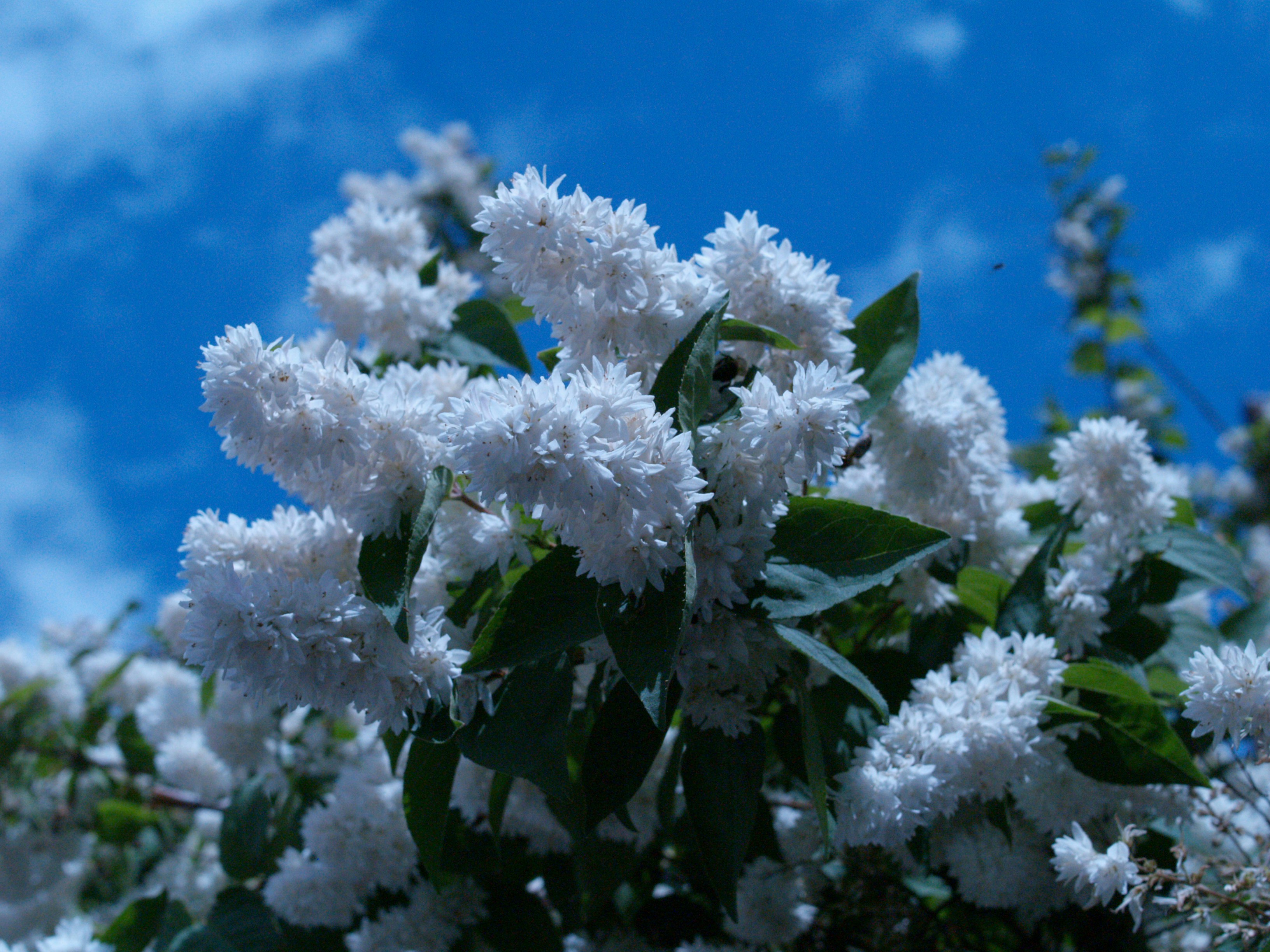 Cluster of white flowers against a bright blue sky, with dark green leaves providing contrast; a nature close-up emphasizing bloom texture and natural light.