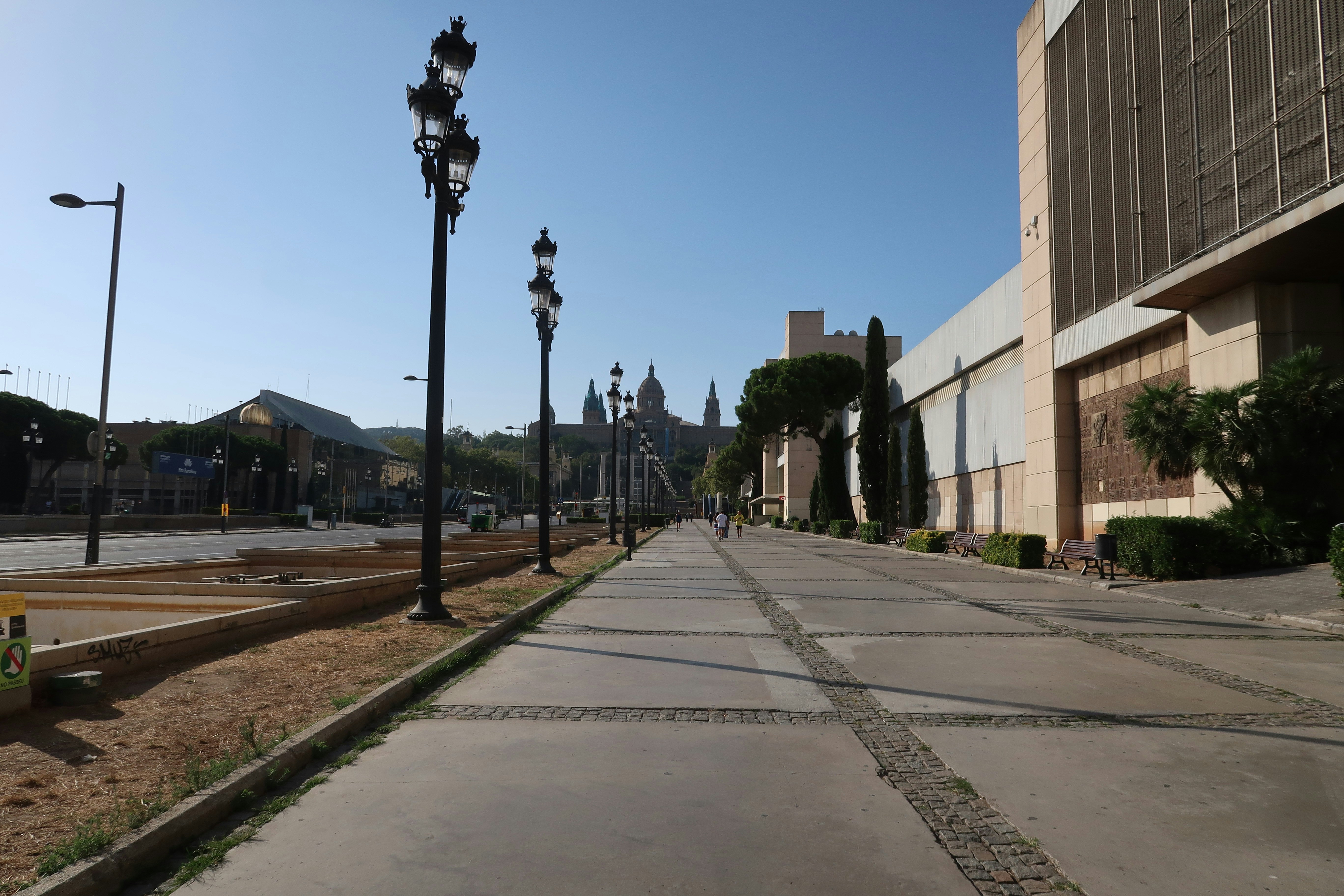 Aster Street Avenue: Symmetry and Lamps along a Quiet Promenade