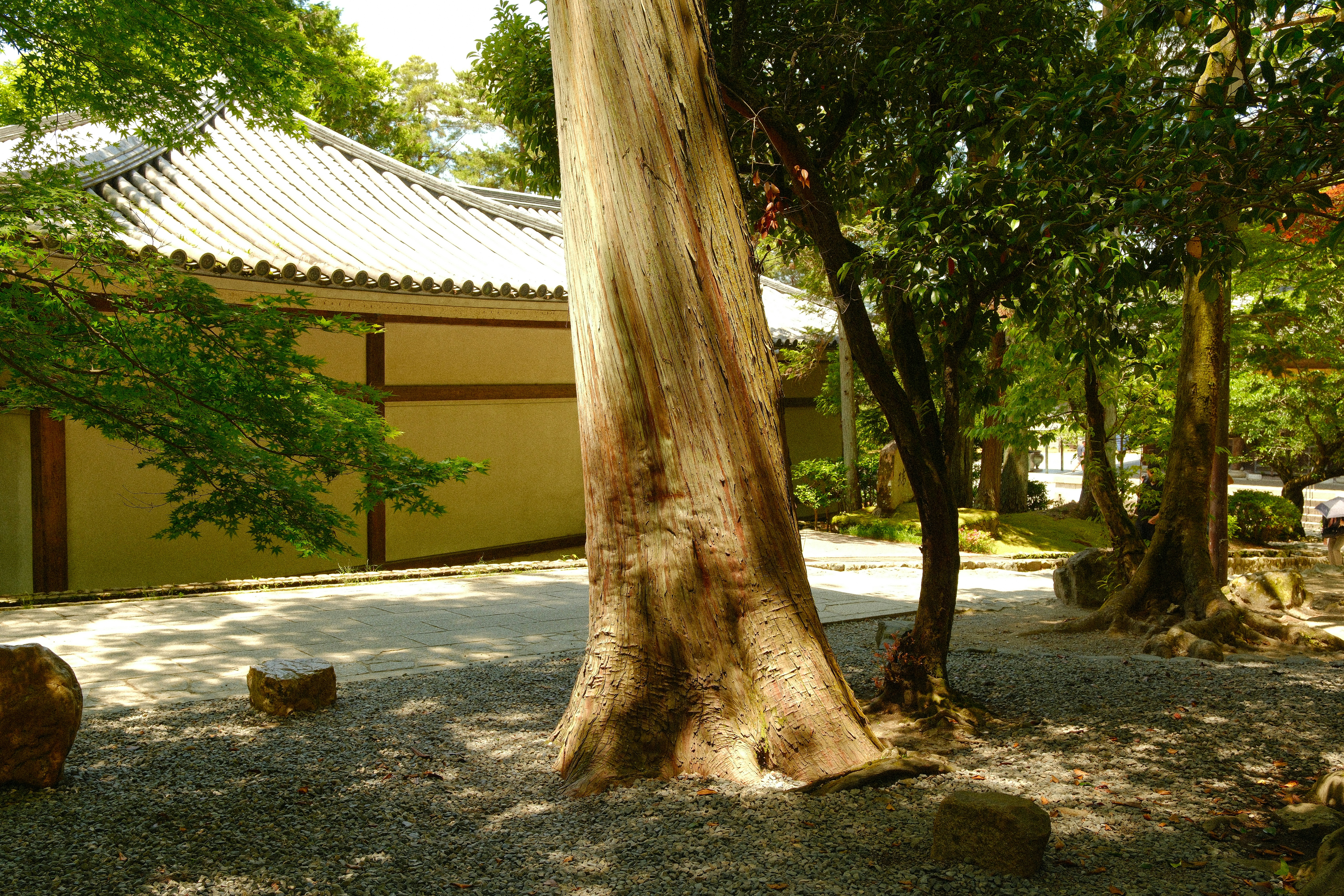 Ancient Tree Framing a Quiet Japanese Courtyard