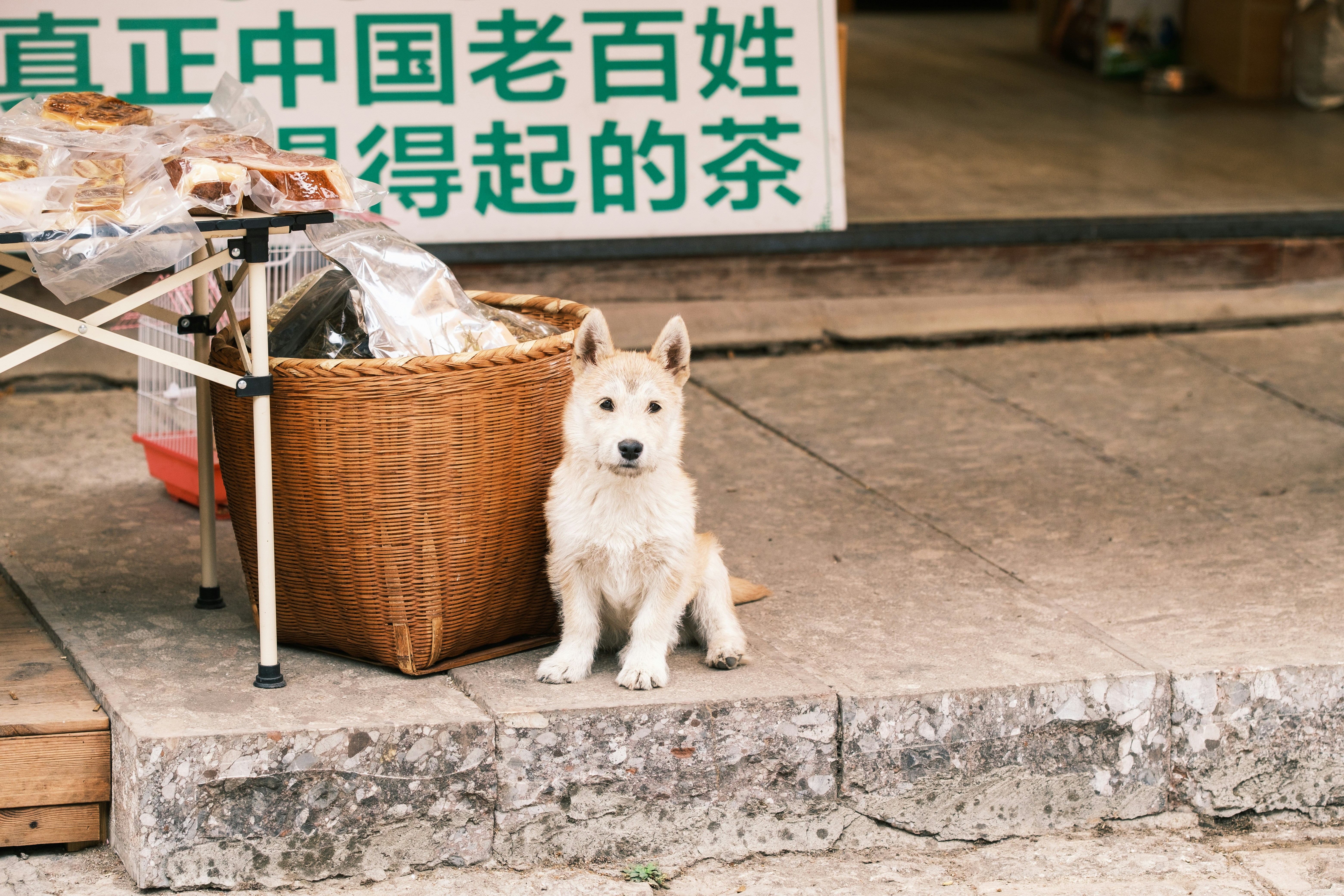 Curious Pup at the Market Threshold
