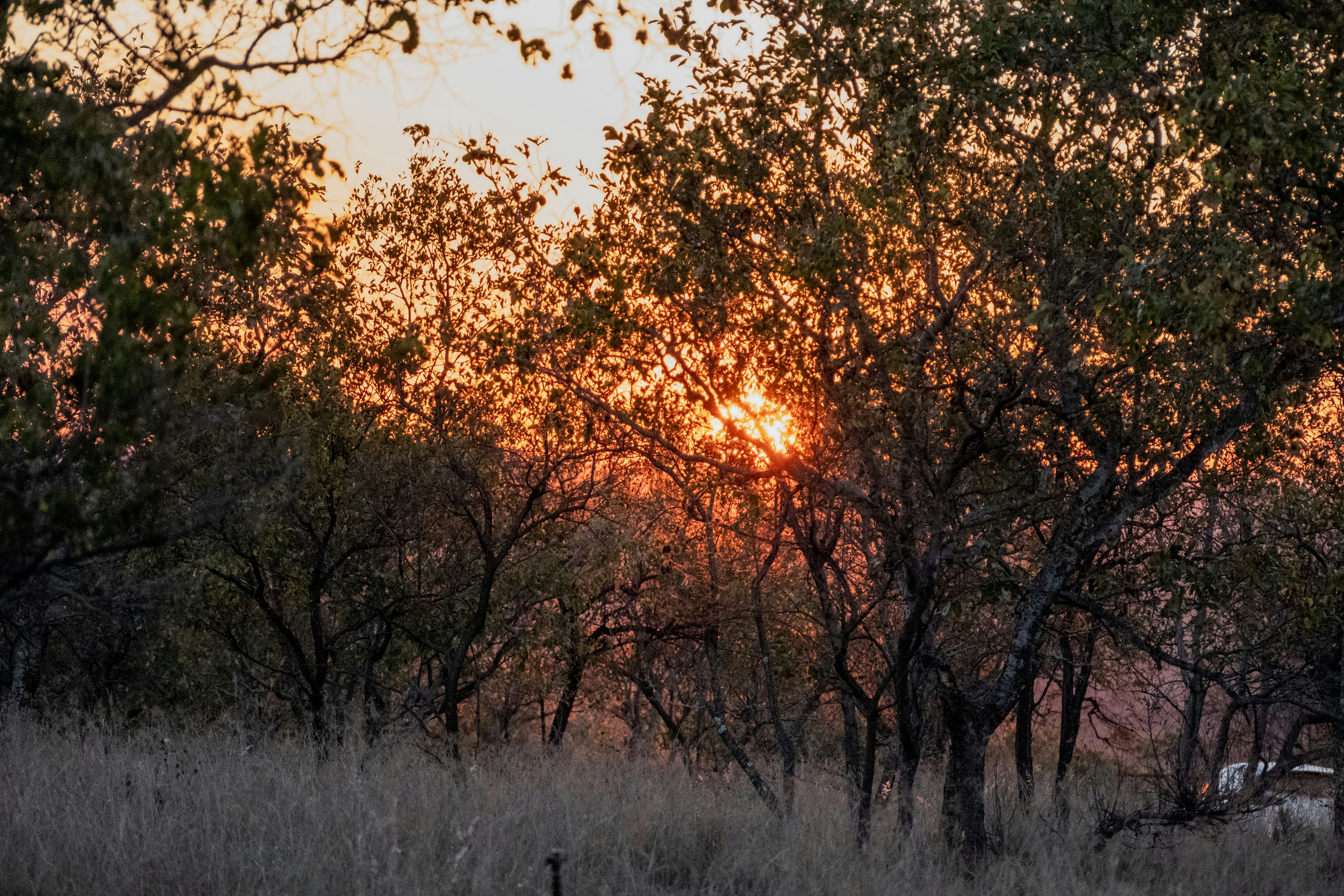 Sunlit Canopy: Evening Light Through a Silent Grove