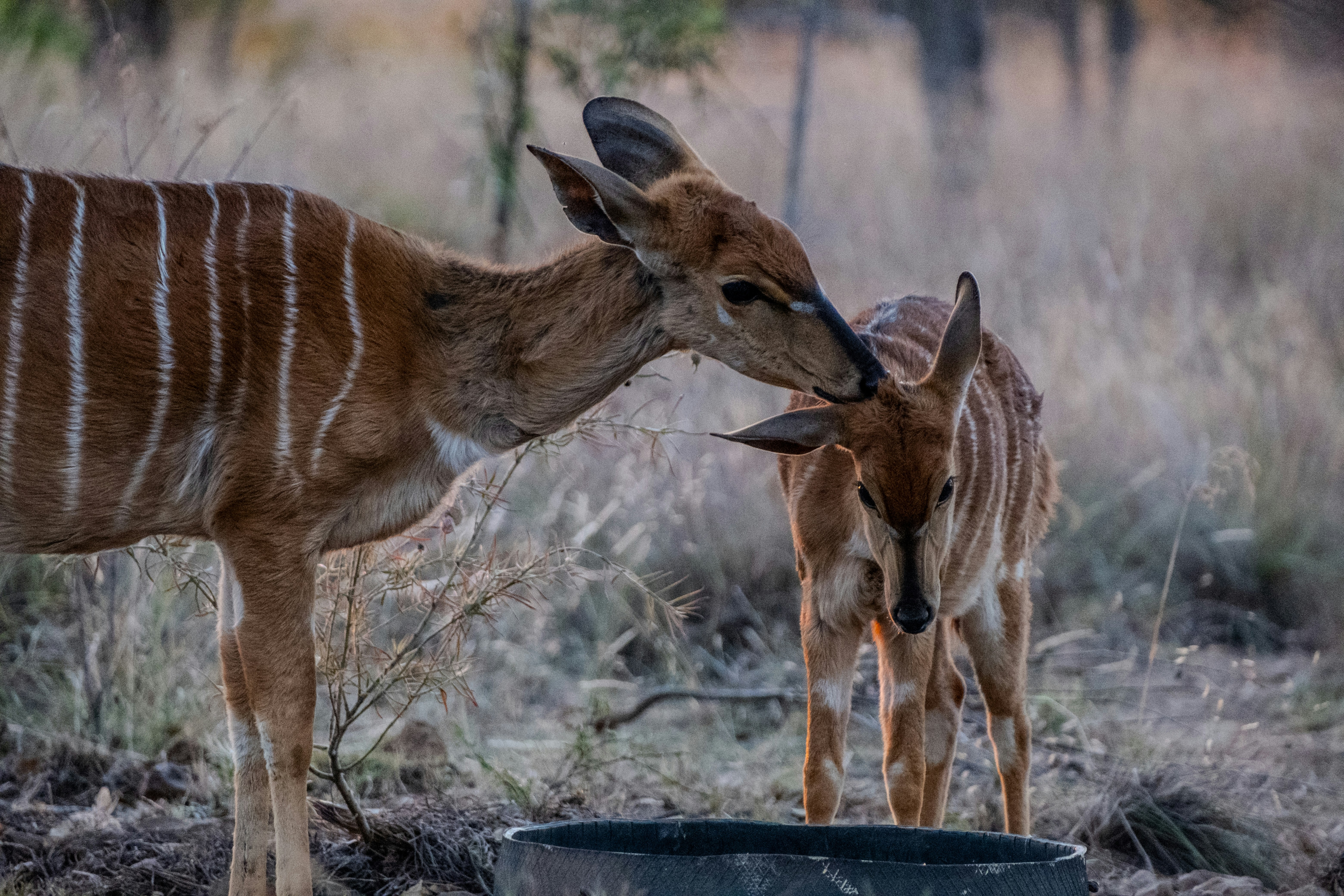 Gently Affectionate Duo: Impalas Close by the Water Trough