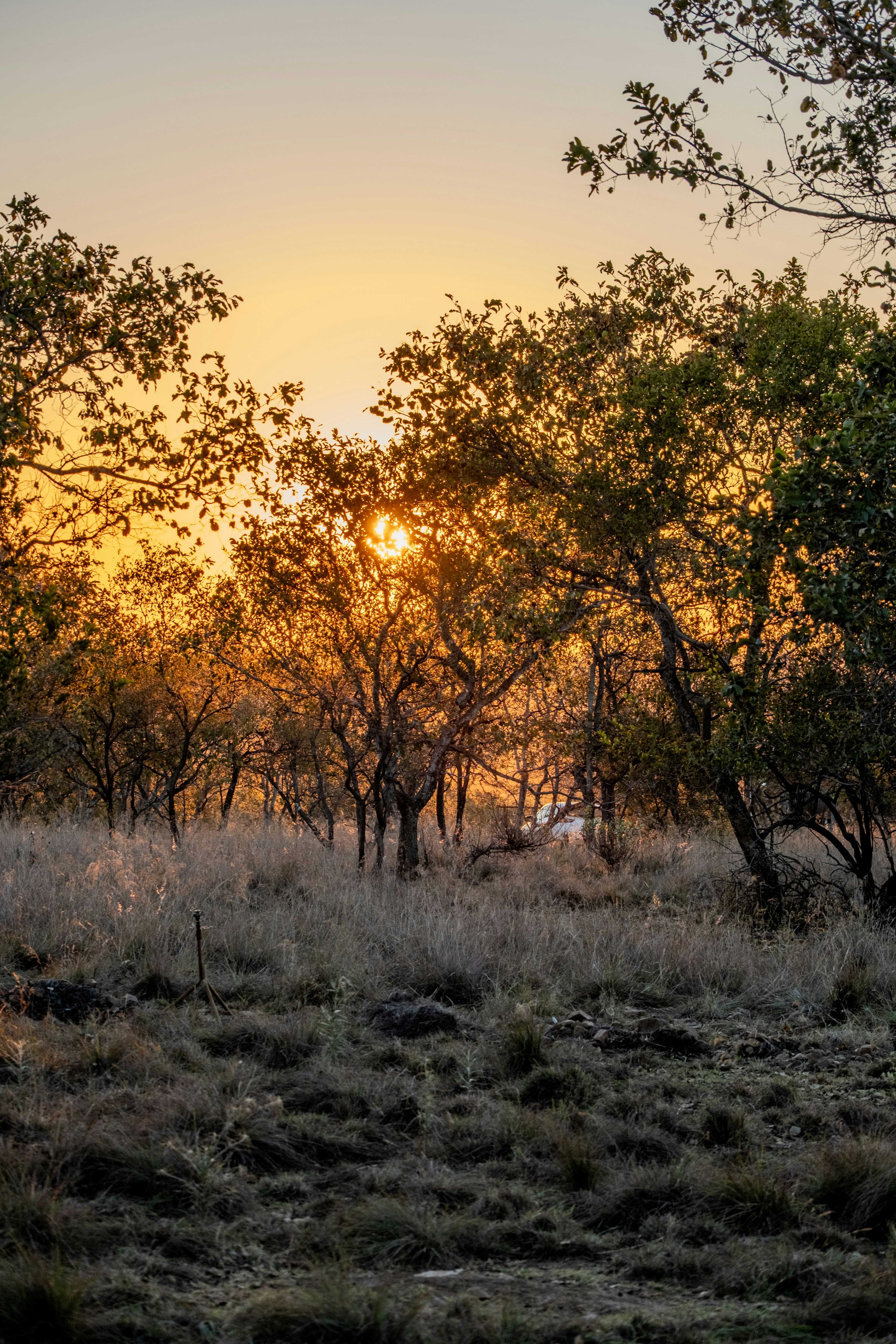Sunlit Orchard at Dusk: Trees Framed by a Quiet Horizon
