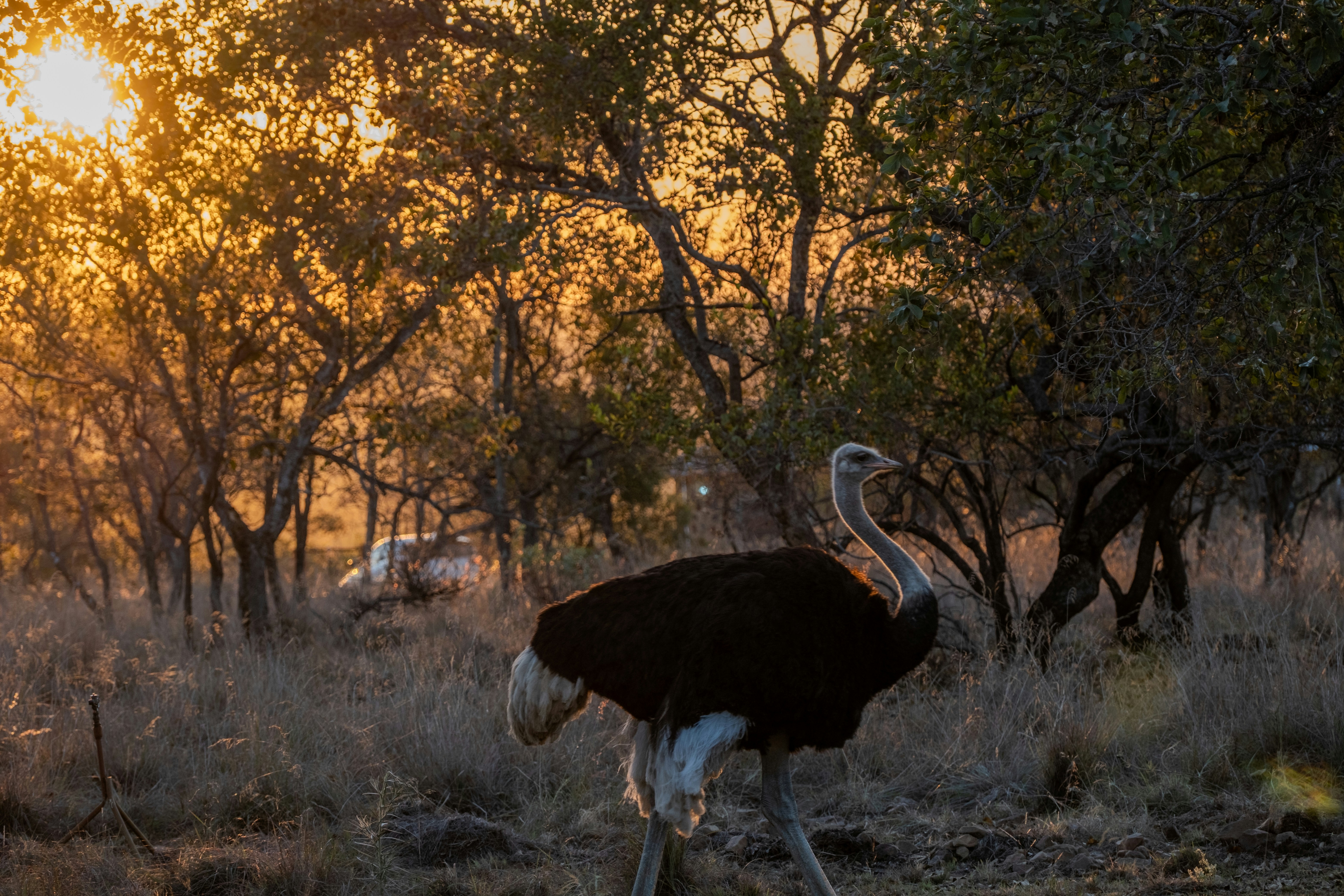 An ostrich walks through golden savanna at sunset.
