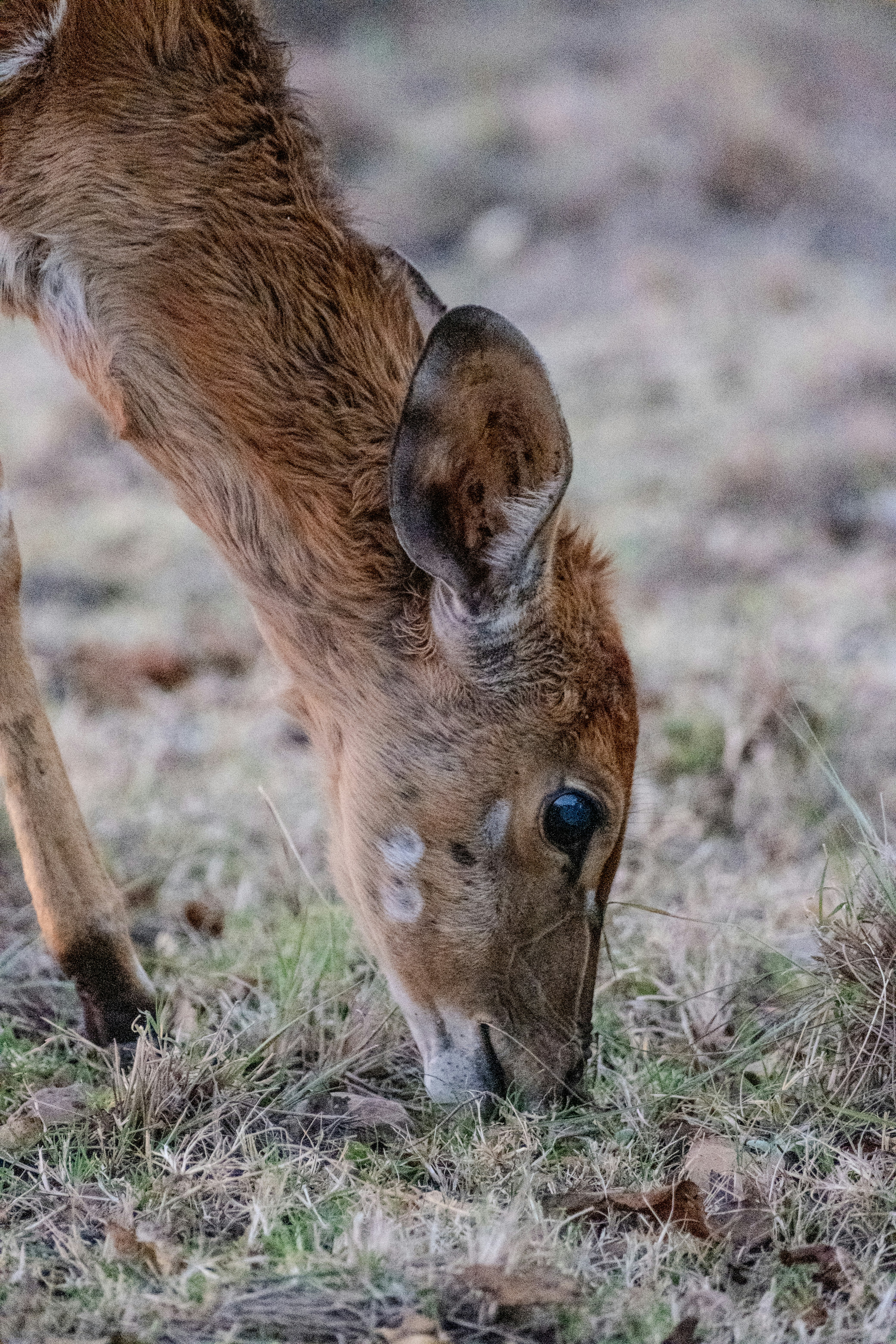 A deer calmly grazes on dry grass in a natural meadow; the scene highlights the animal's head low to the ground with soft, earthy tones in the background. This is a photographic capture of wildlife in a natural setting.