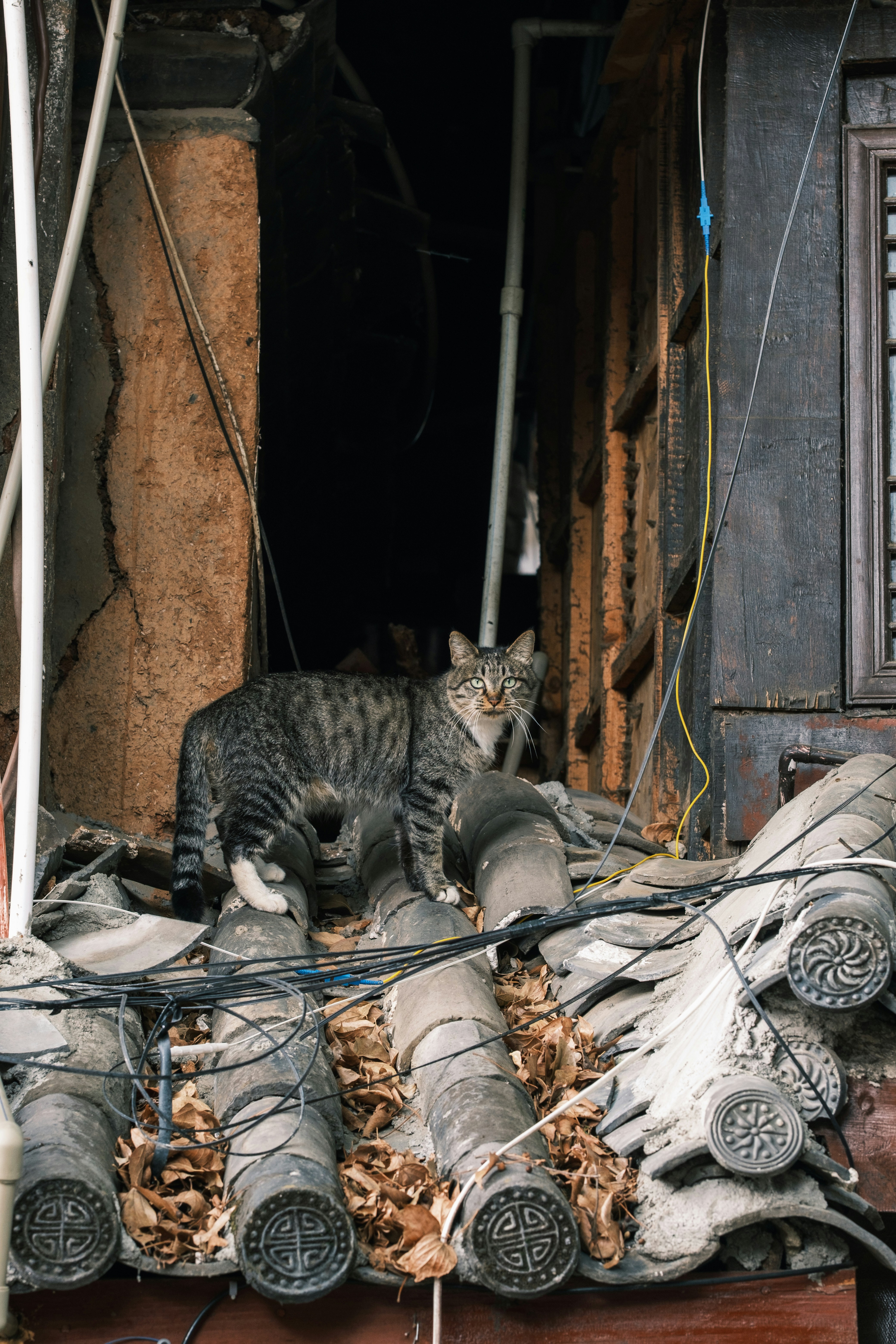 Hidden Guardian of the Rooftop Ruins