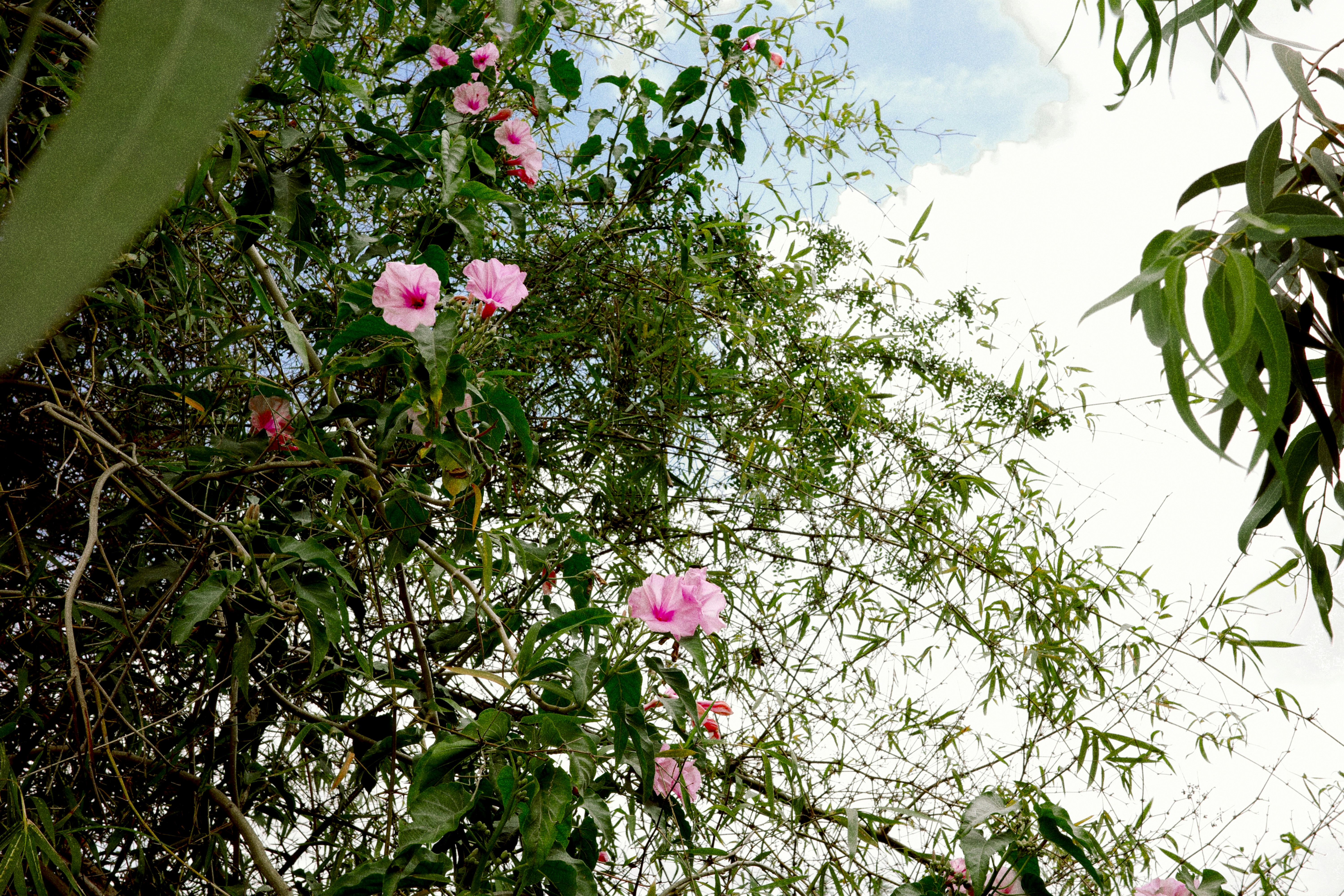 Close-up of pink flowers scattered among green leaves and thin branches against a bright sky, creating a natural floral scene.