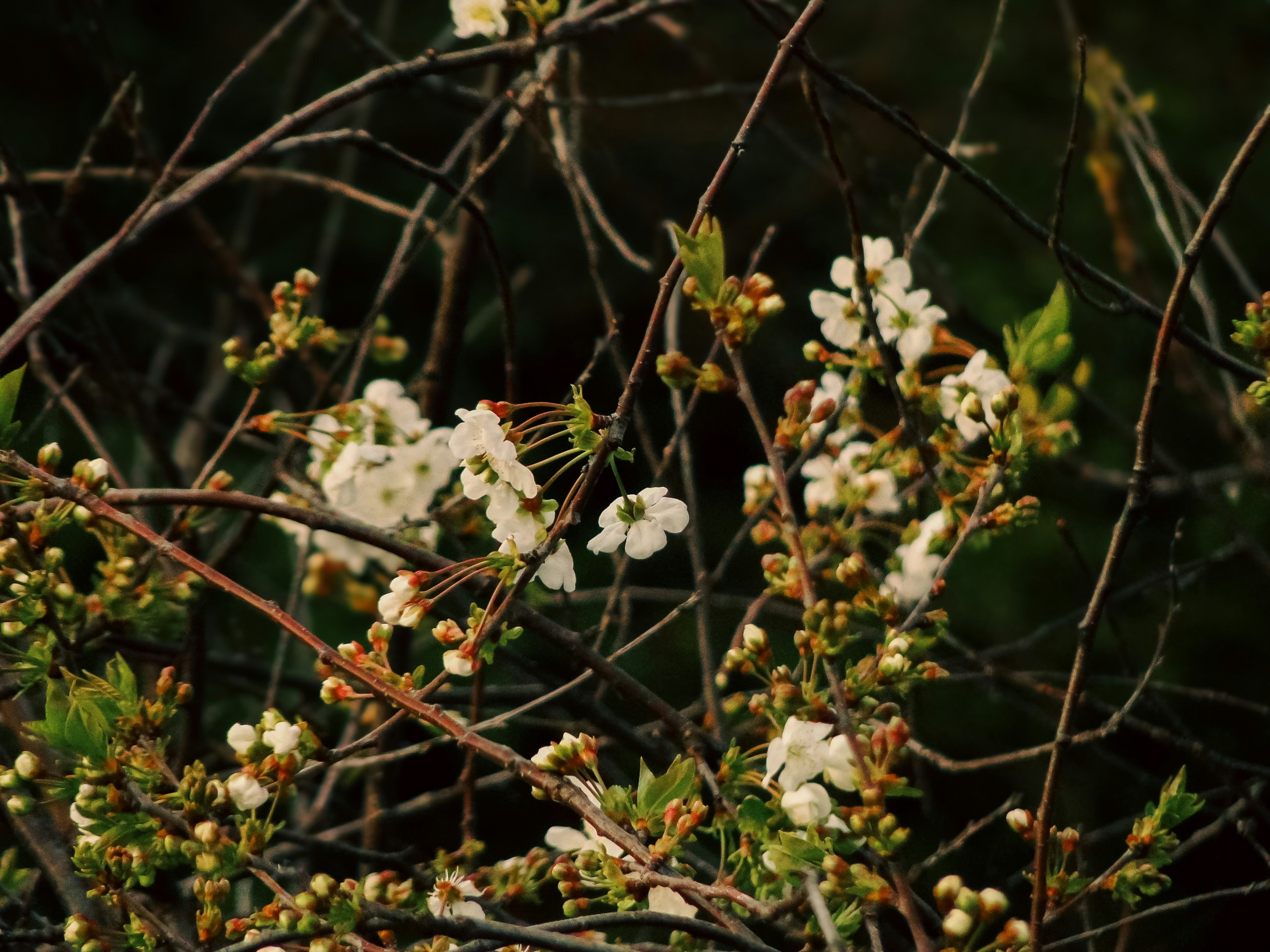 White blossoms thread through tangled branches in a quiet garden