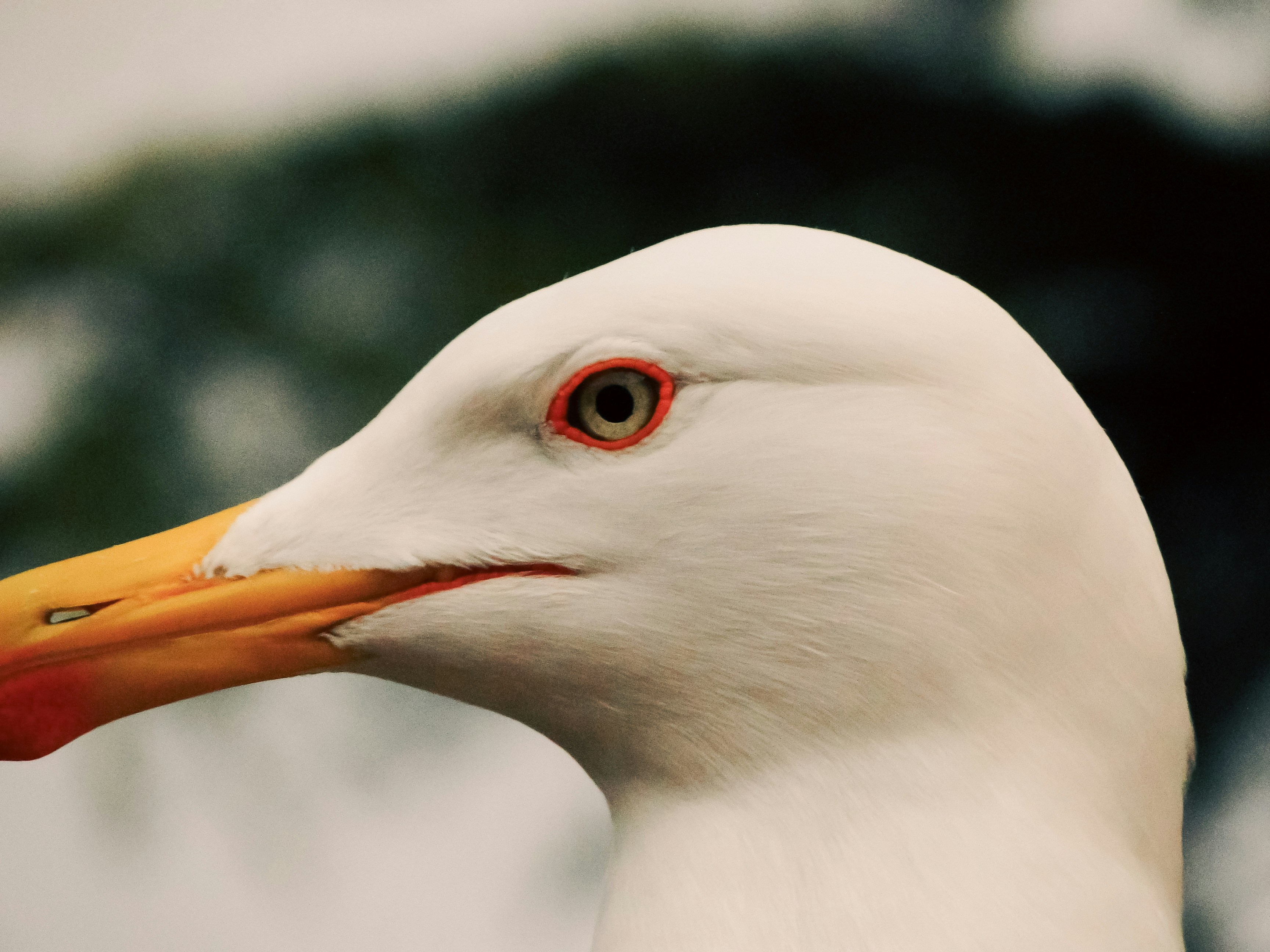 Close-cropped Seabird Profile: The Eye and Beak in Focus