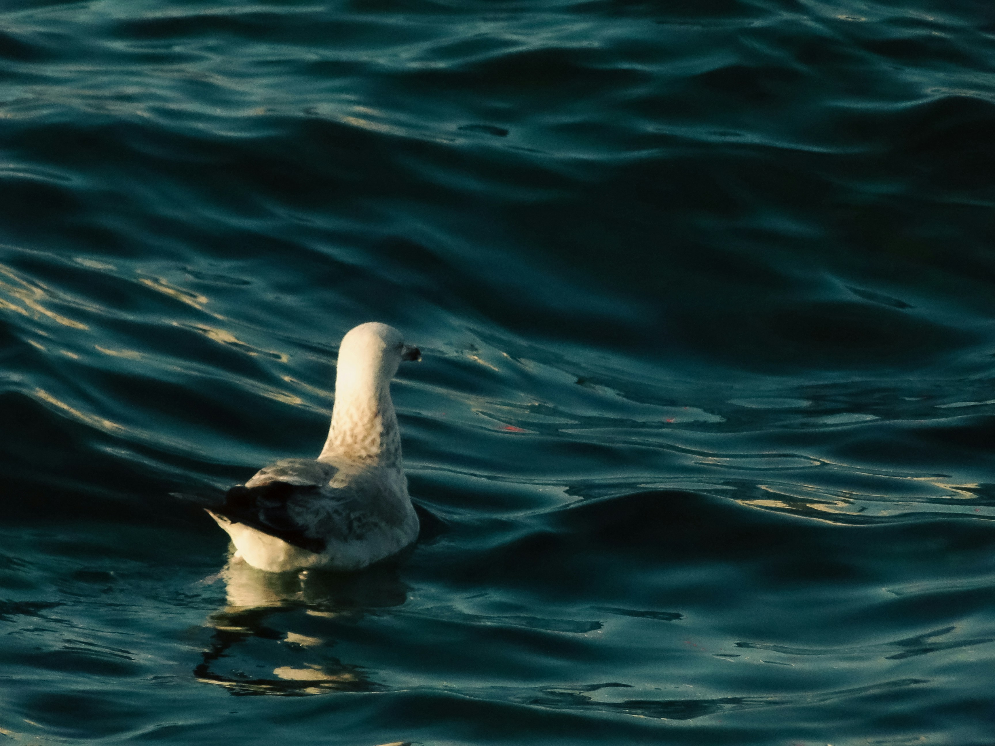Half-sunk in the blue swell, a lone seagull glides at dusk