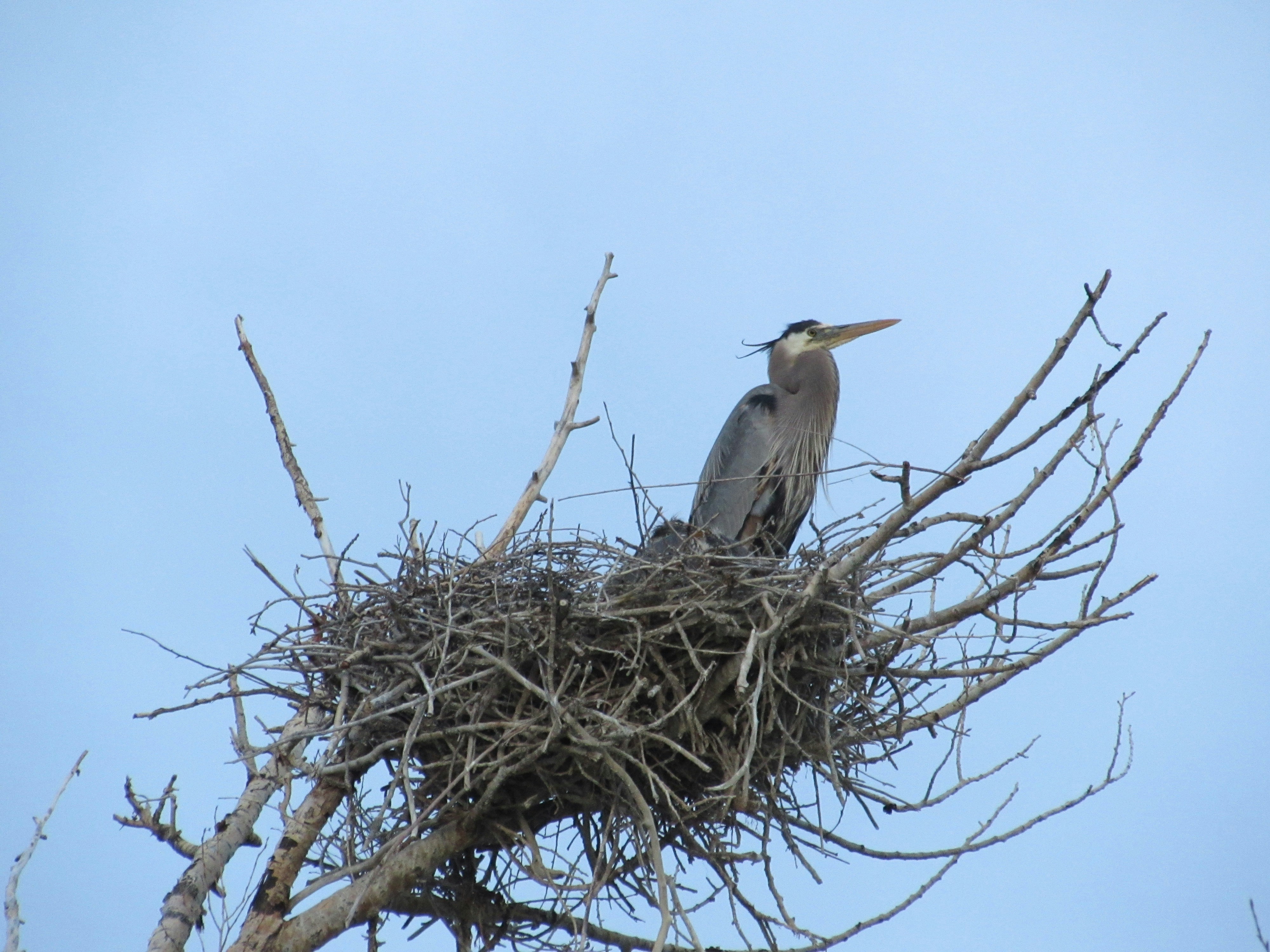 Watchful Heron on a Sprawling Nest Against a Clear Sky
