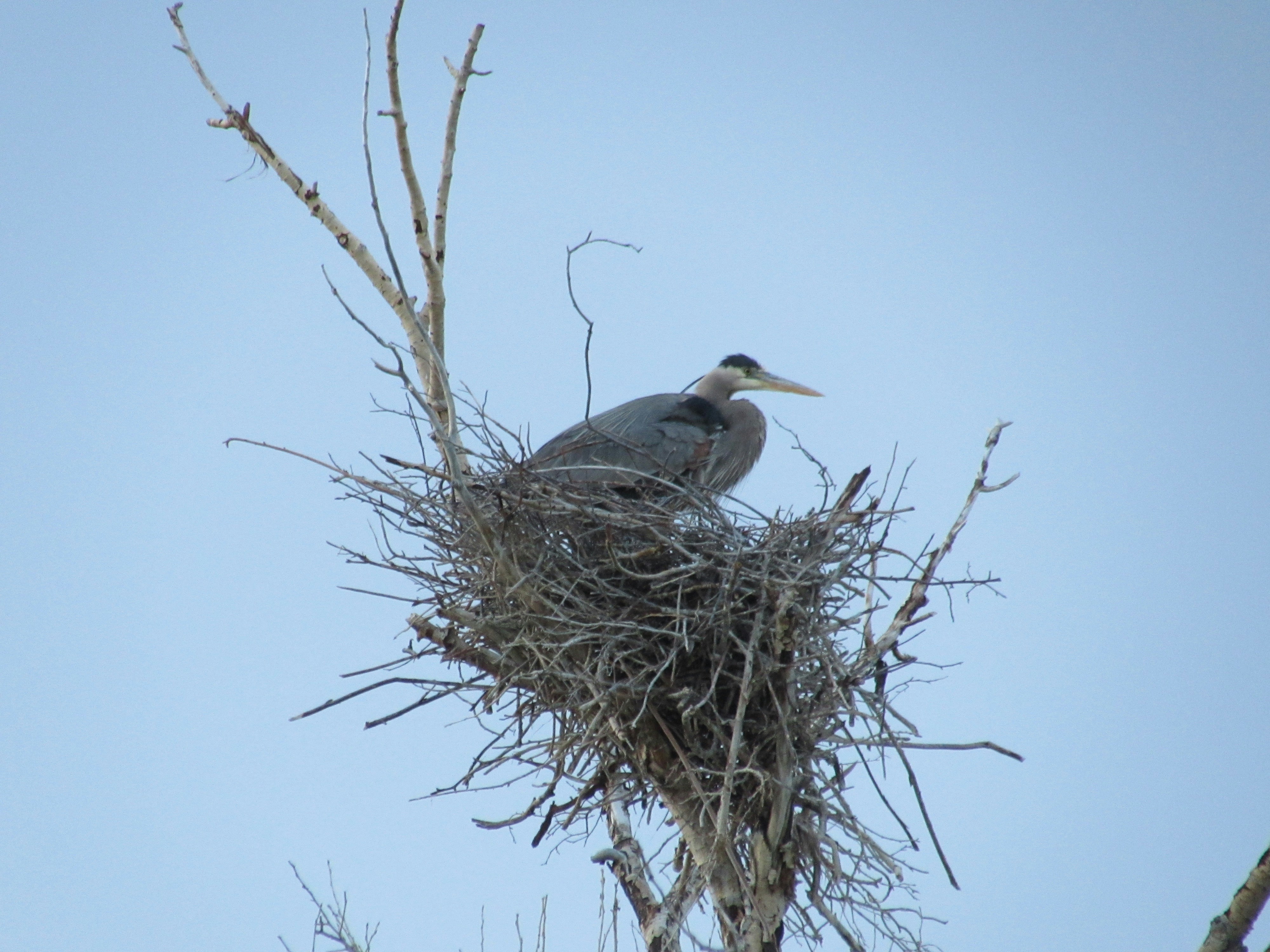 Nest View: A lone heron perched in a sprawling twig nest