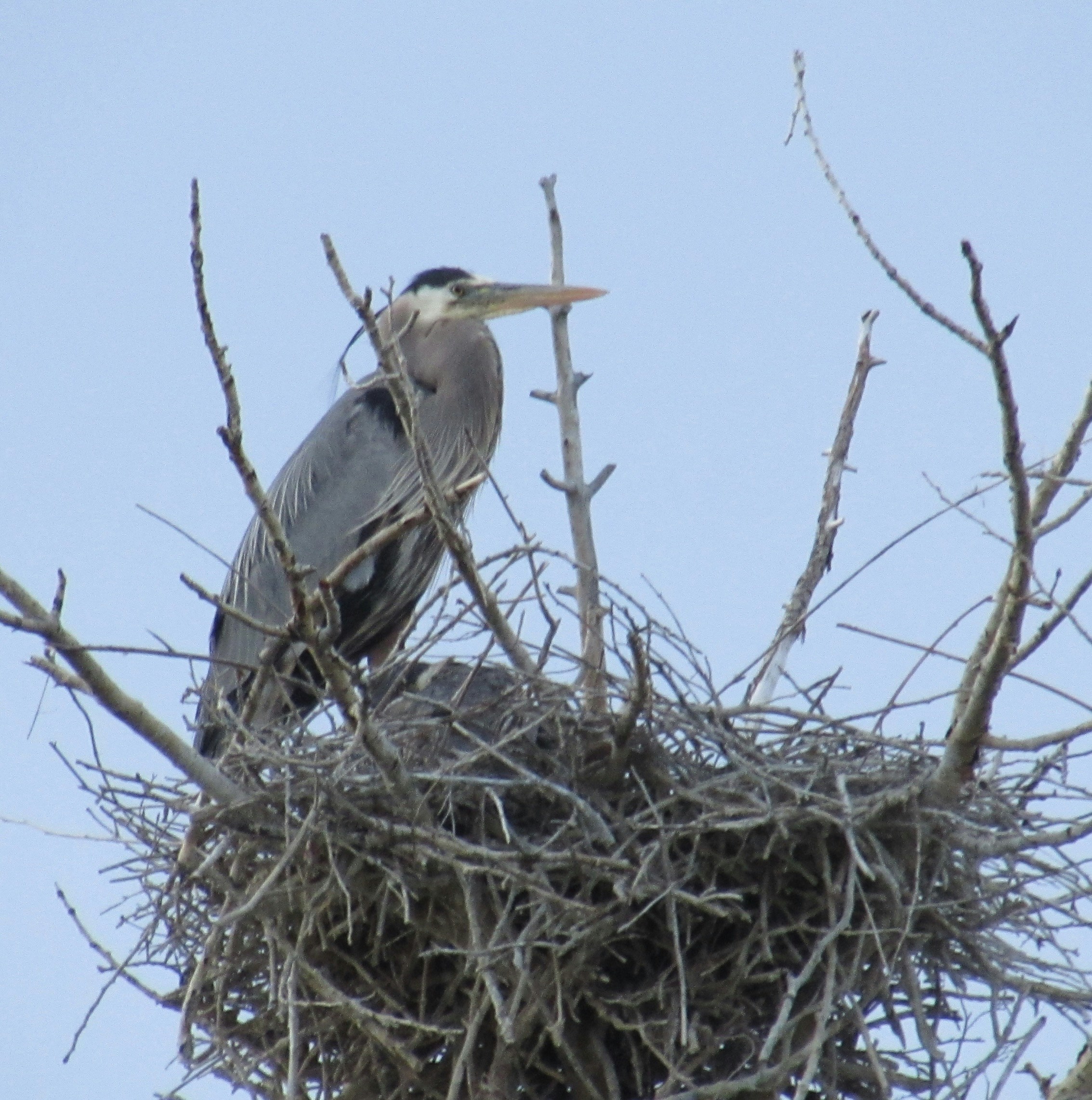 Heron Sentinel: Nesting Above a Tangled Arbor