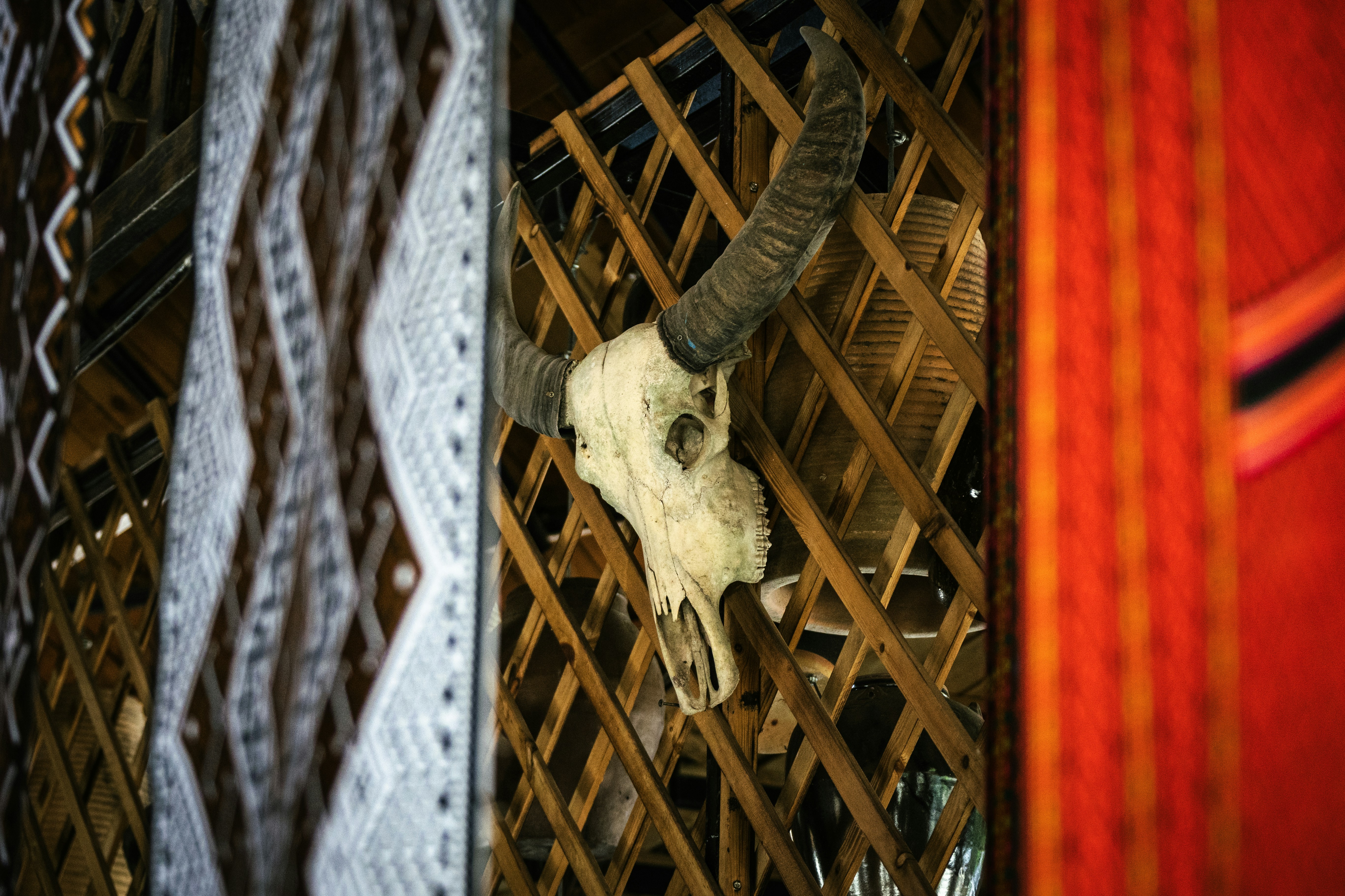 Ox Skull Amid Rustic Lattice: A Quiet Corridor of Animal and Metal