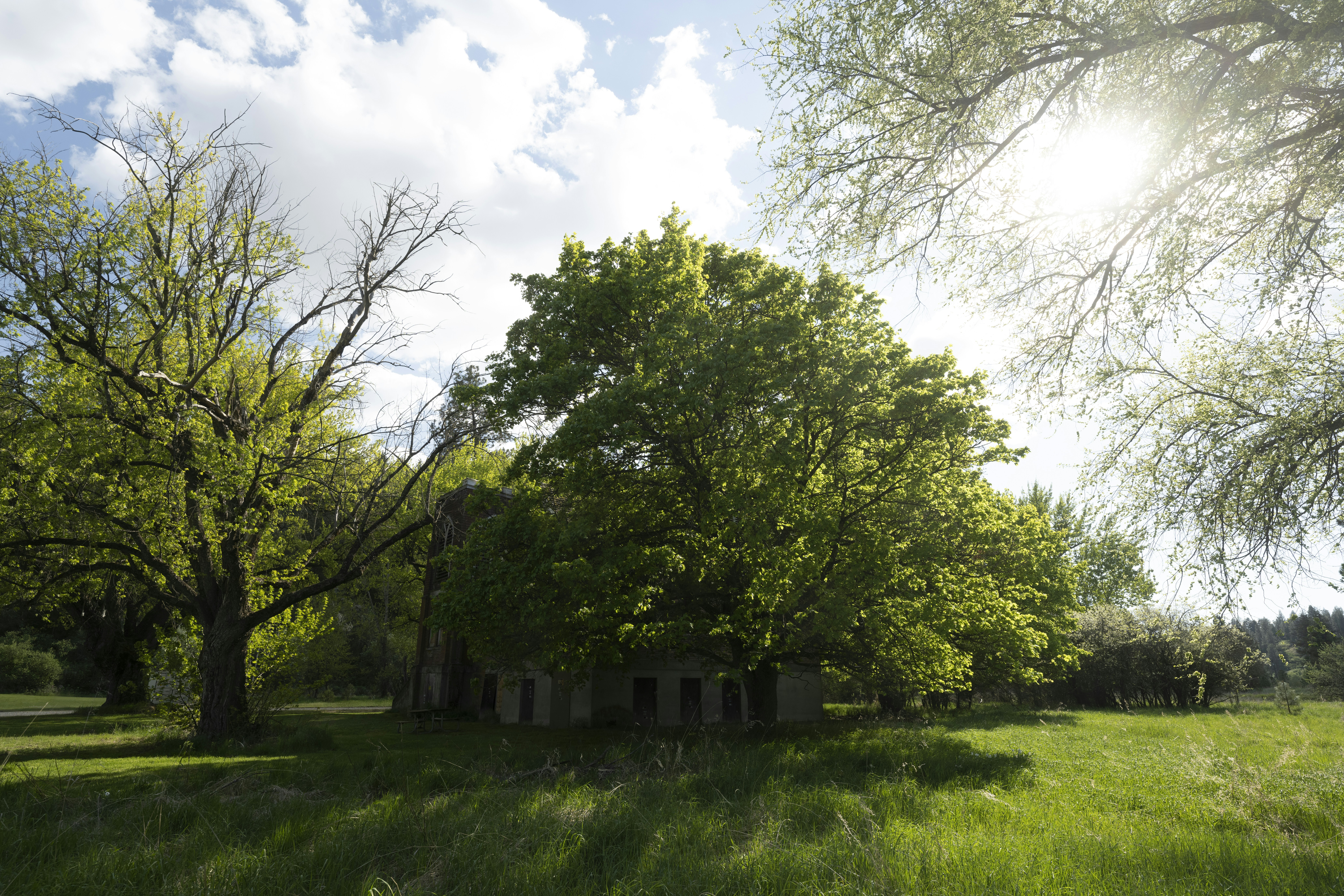 Abandoned stone building overgrown with green foliage in bright sunlight.