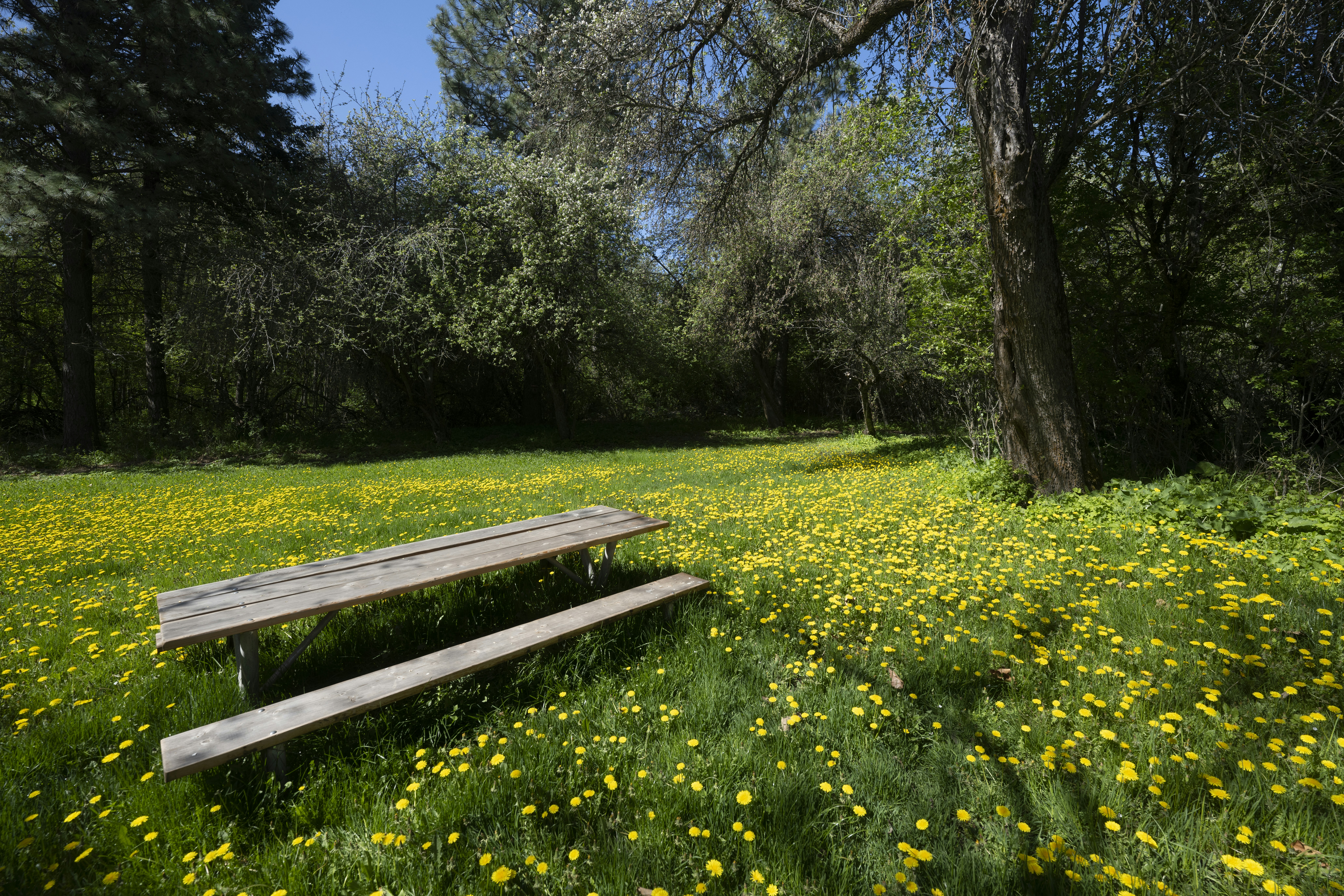 Sunlit Field of Dandelions with Weathered Picnic Bench