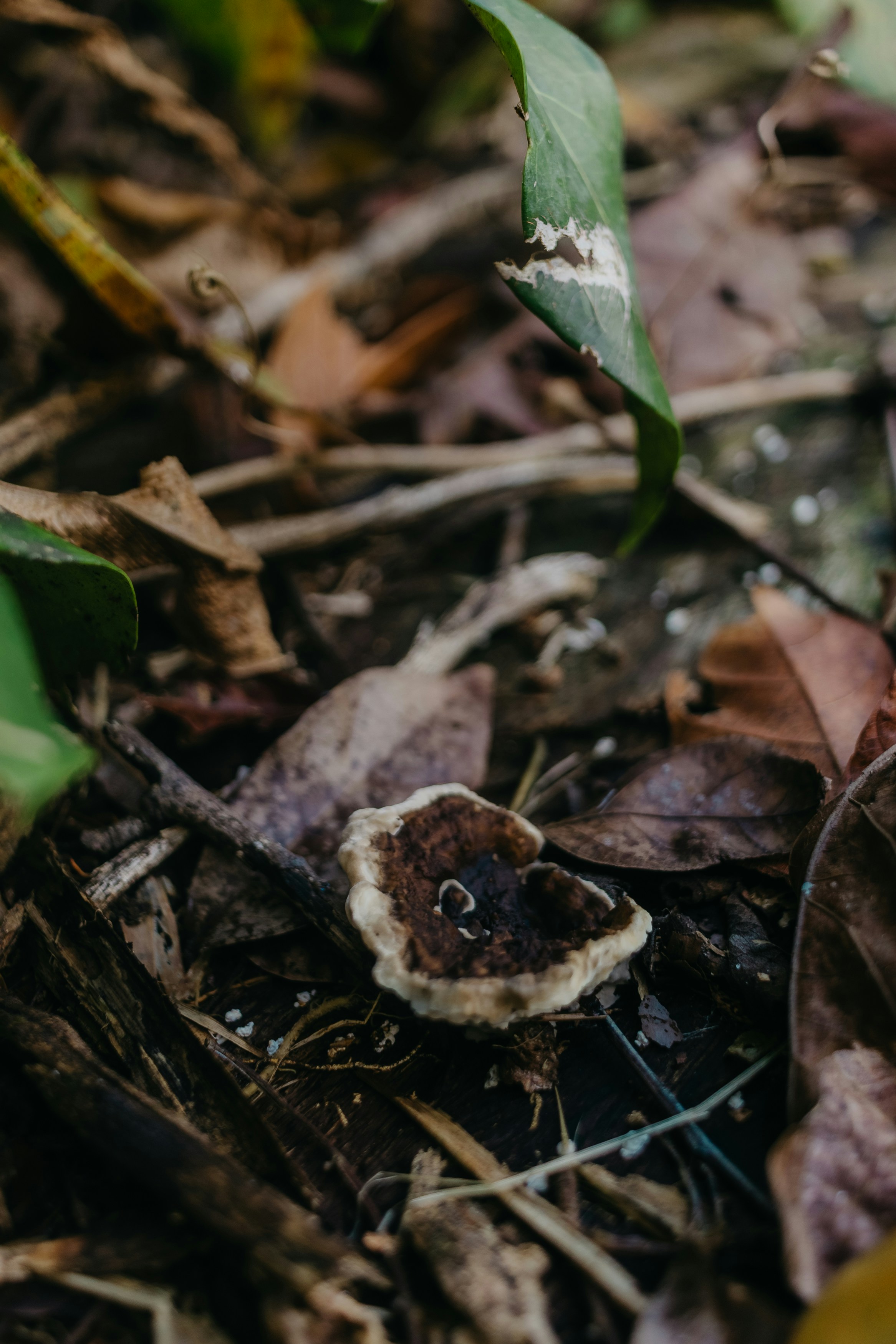 Low Ground Focus: A Fungi Fragment Among Autumn Debris
