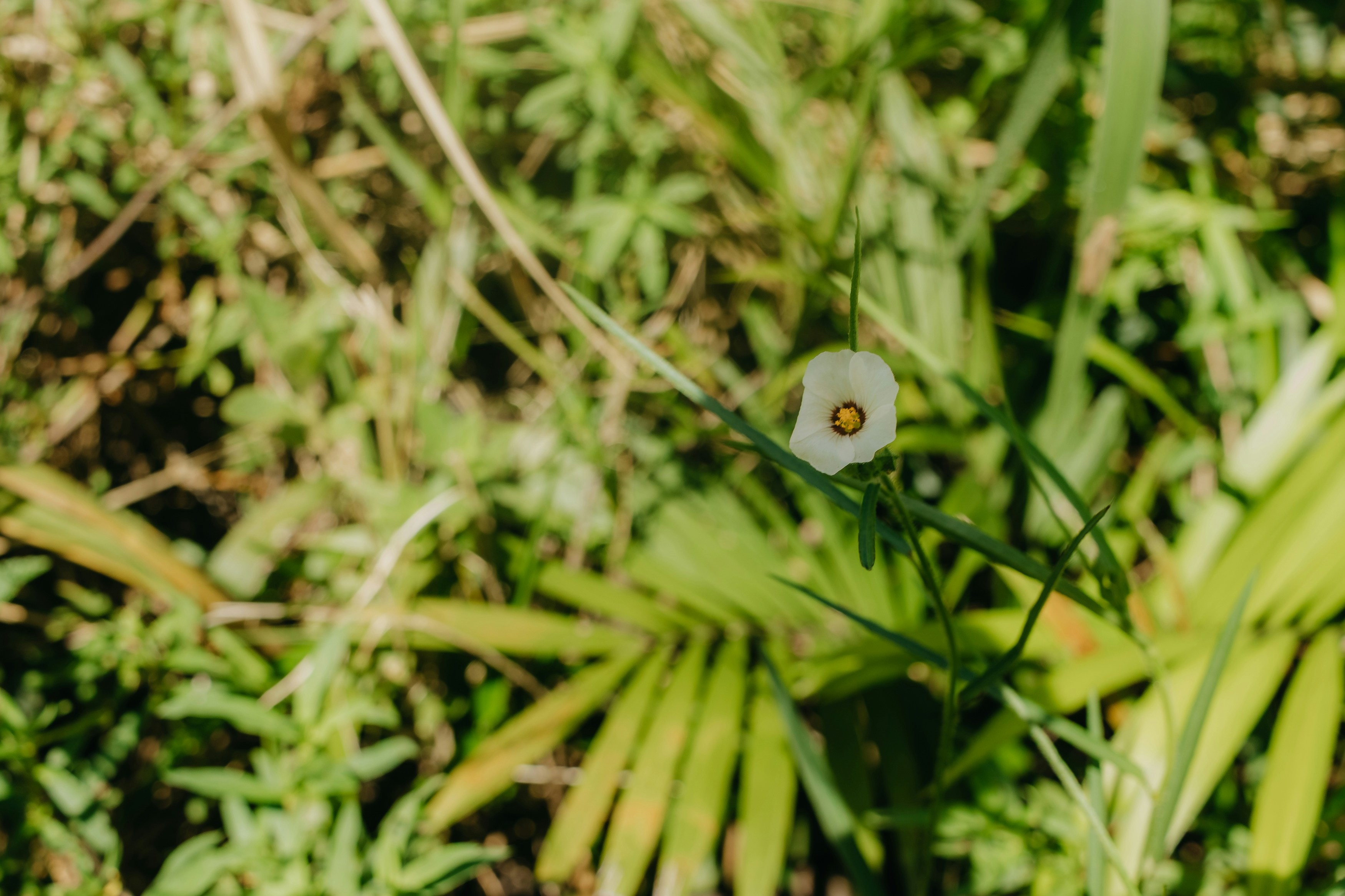 White bloom in a sunlit meadow showing delicate petals amid tangled greens