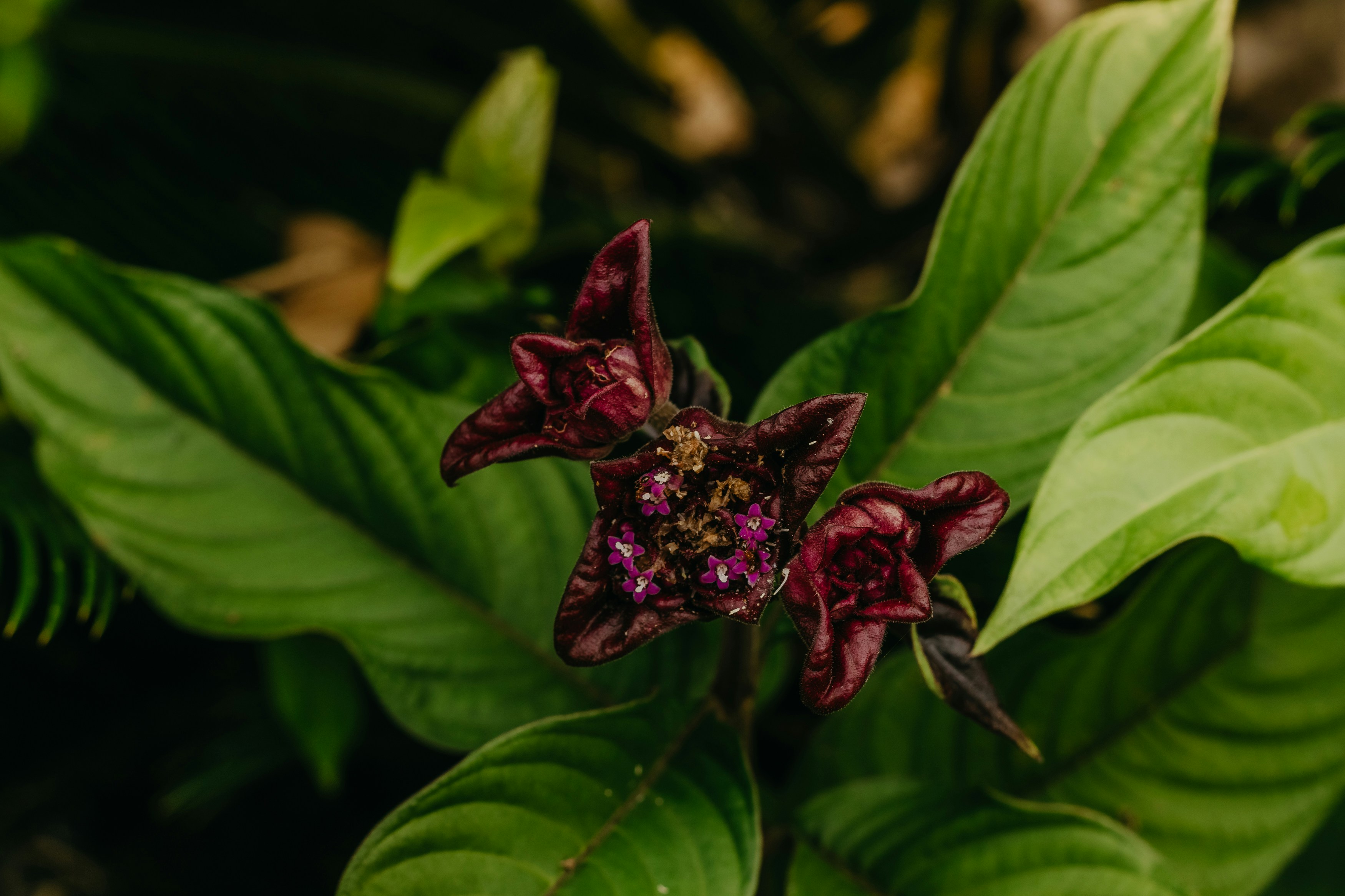 Midnight Bloom: A Crimson Petal Emerges Between Lush Green