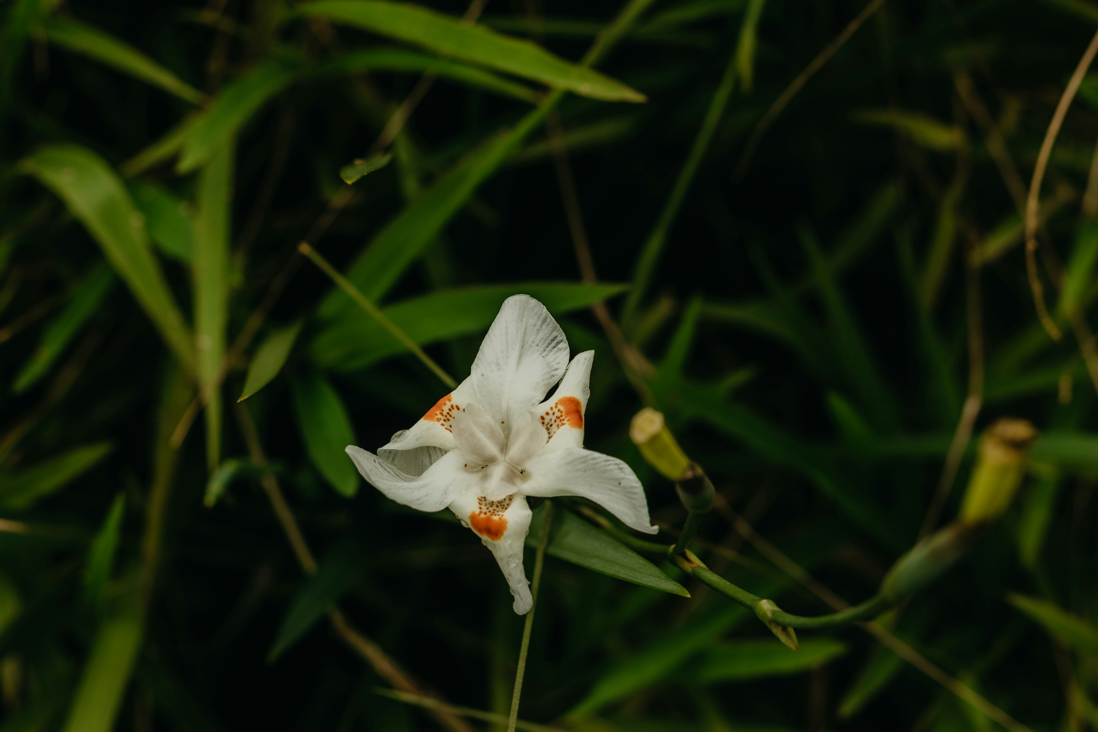 White Orchid Bloom in a Sea of Green