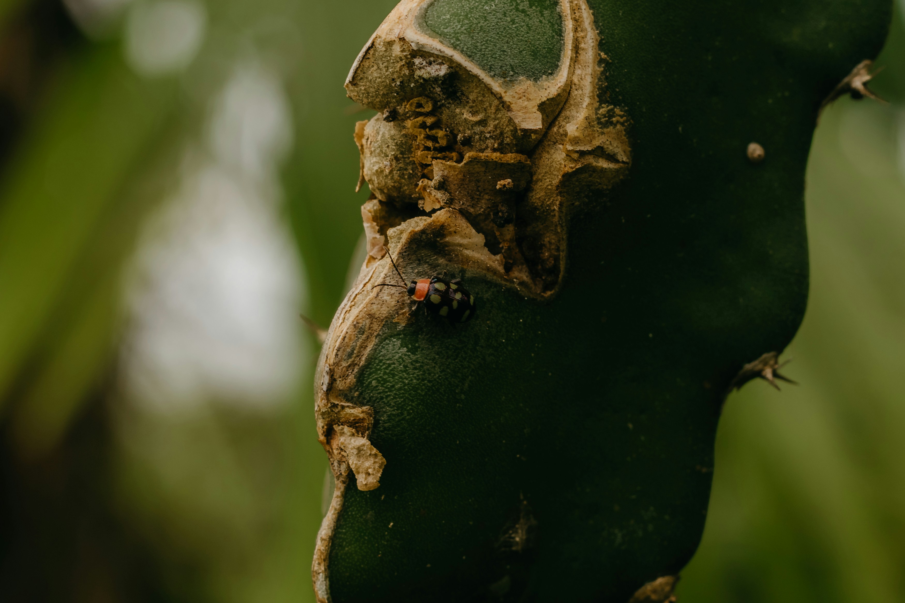 Vertical Cactus Armor: Close-Up on Bark and Thorn Detail