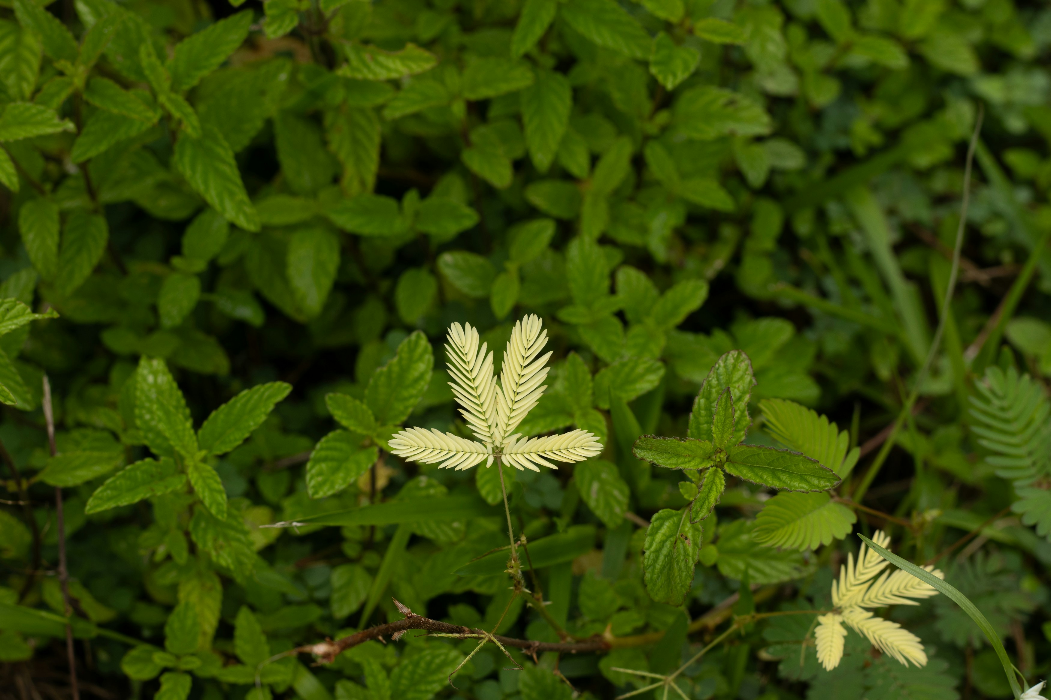Silent Adolescent Ferns: A Lively Leaf in Morning Light