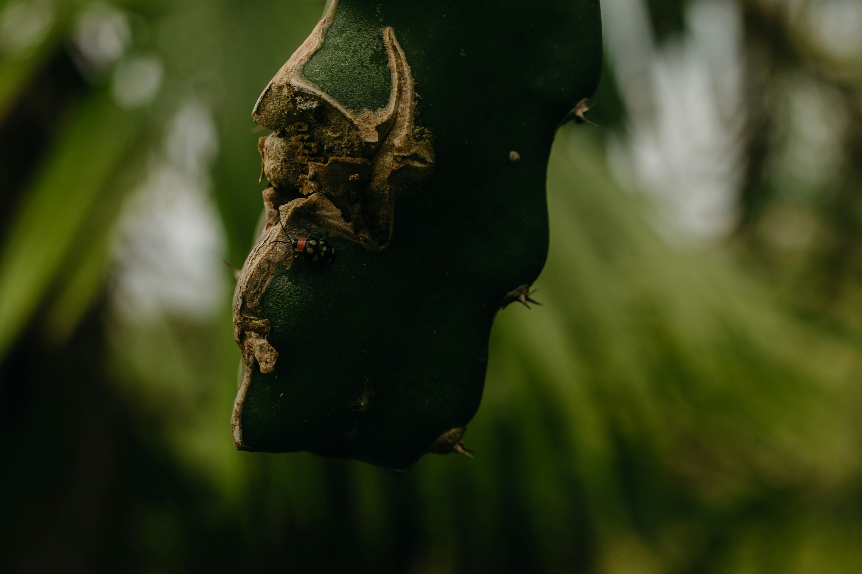 Cactus Thorn with Dappled Light: A Close-Cropped Portrait of a Desert Plant's Edge