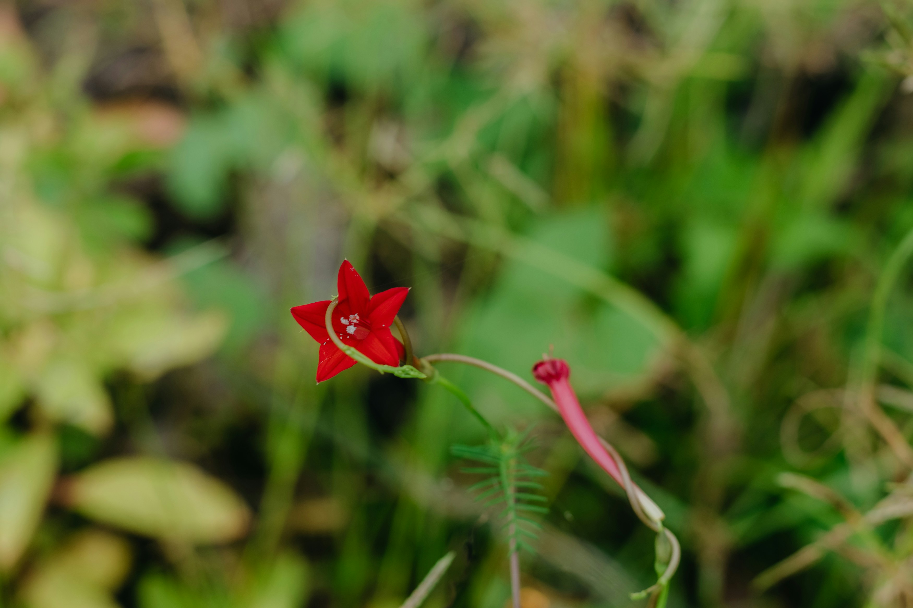 Red wildflower in a soft-green meadow reaches toward the light